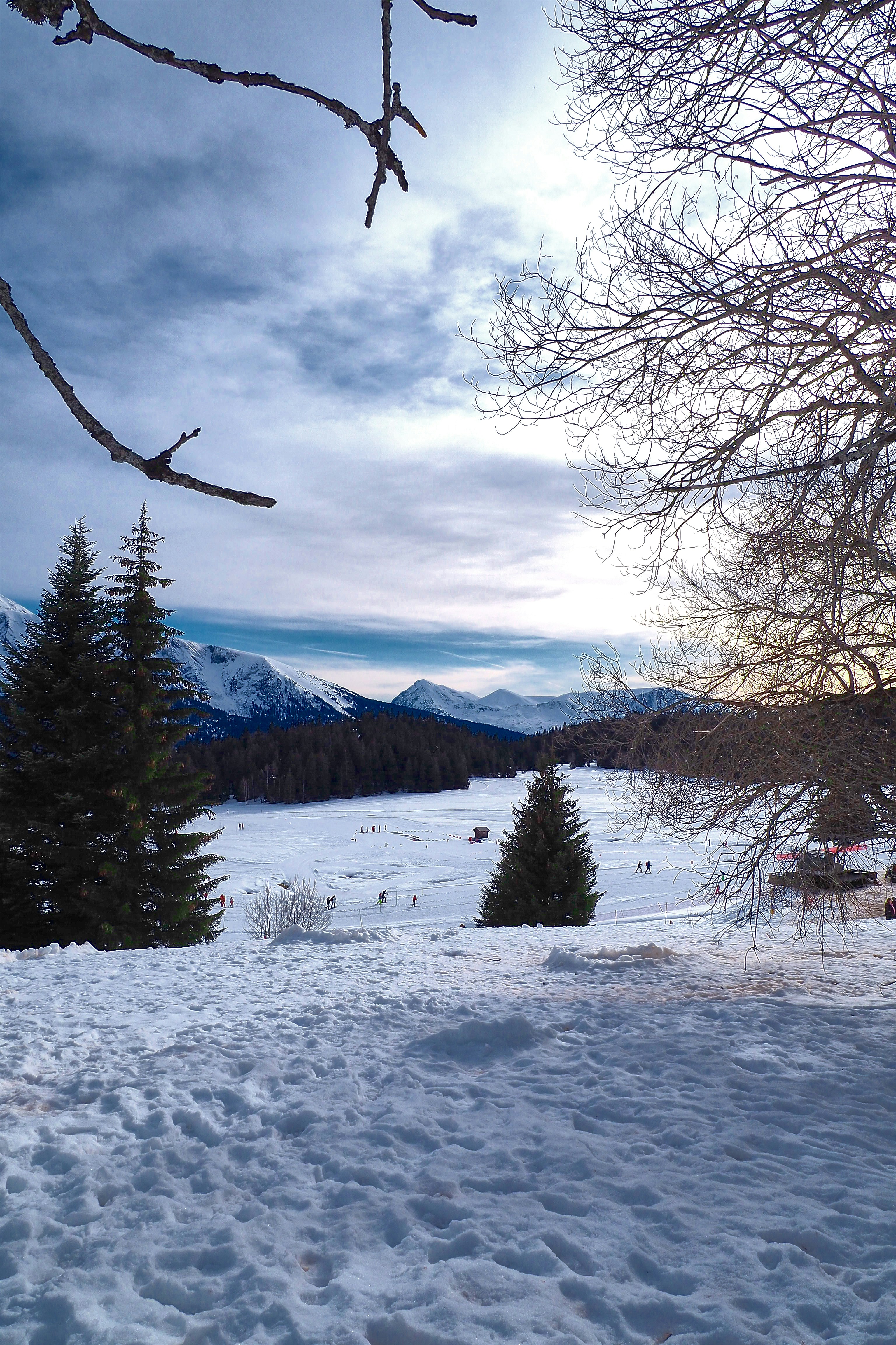 Snow-Capped Valley Dawn Under SpindledBranches