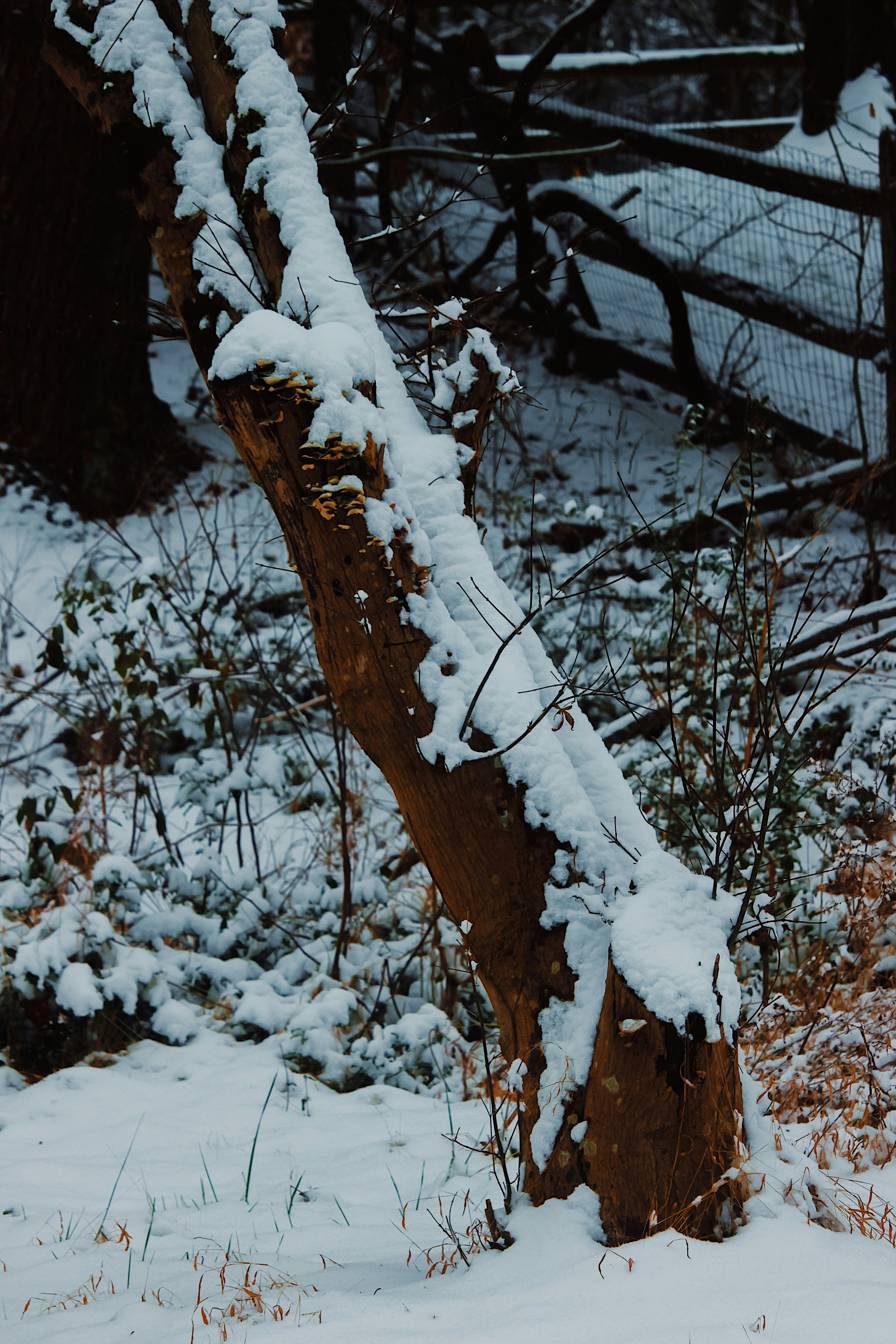 Snow-Crowned Trunk in a Quiet Winter Thicket