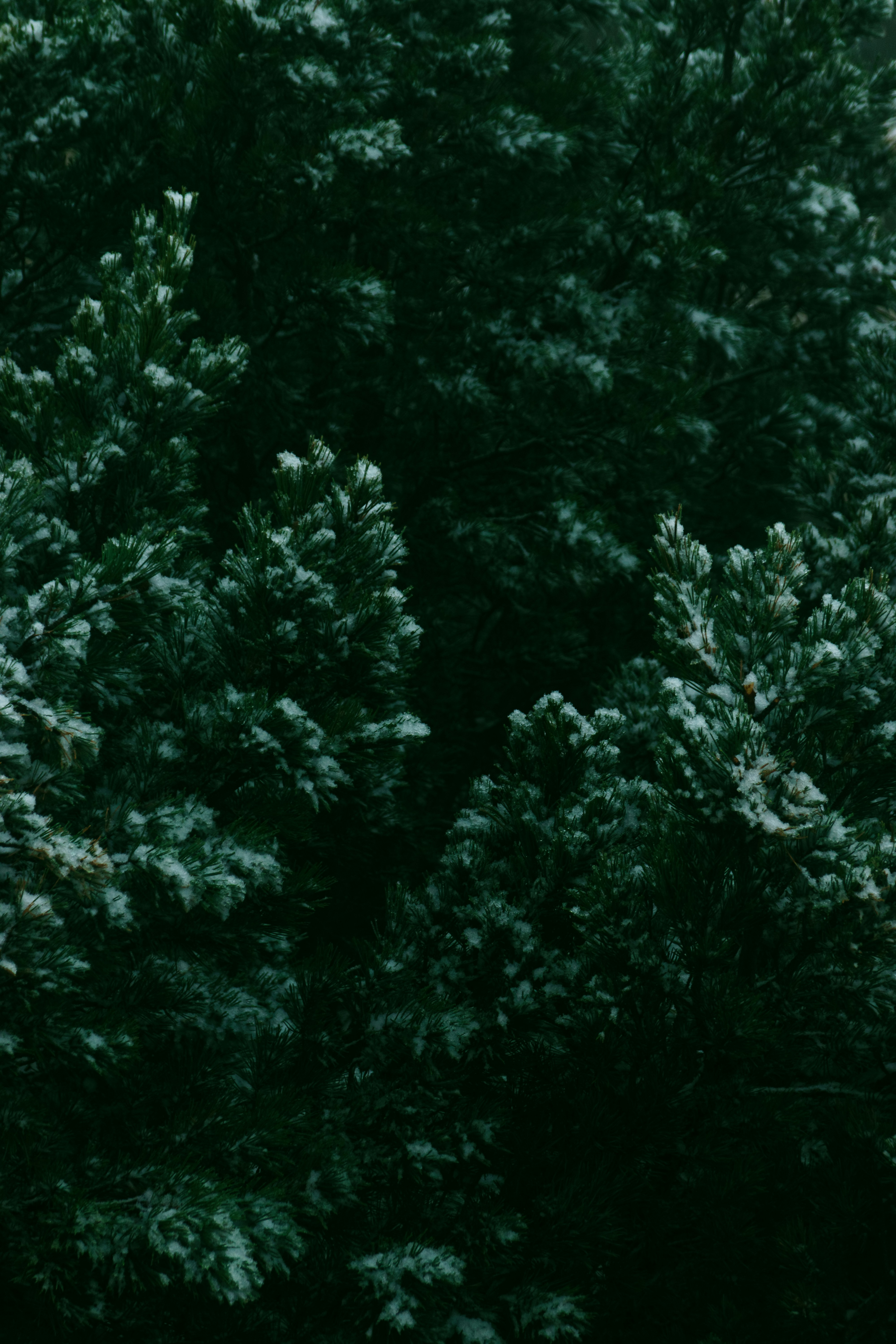 Dark Green Pine Forest