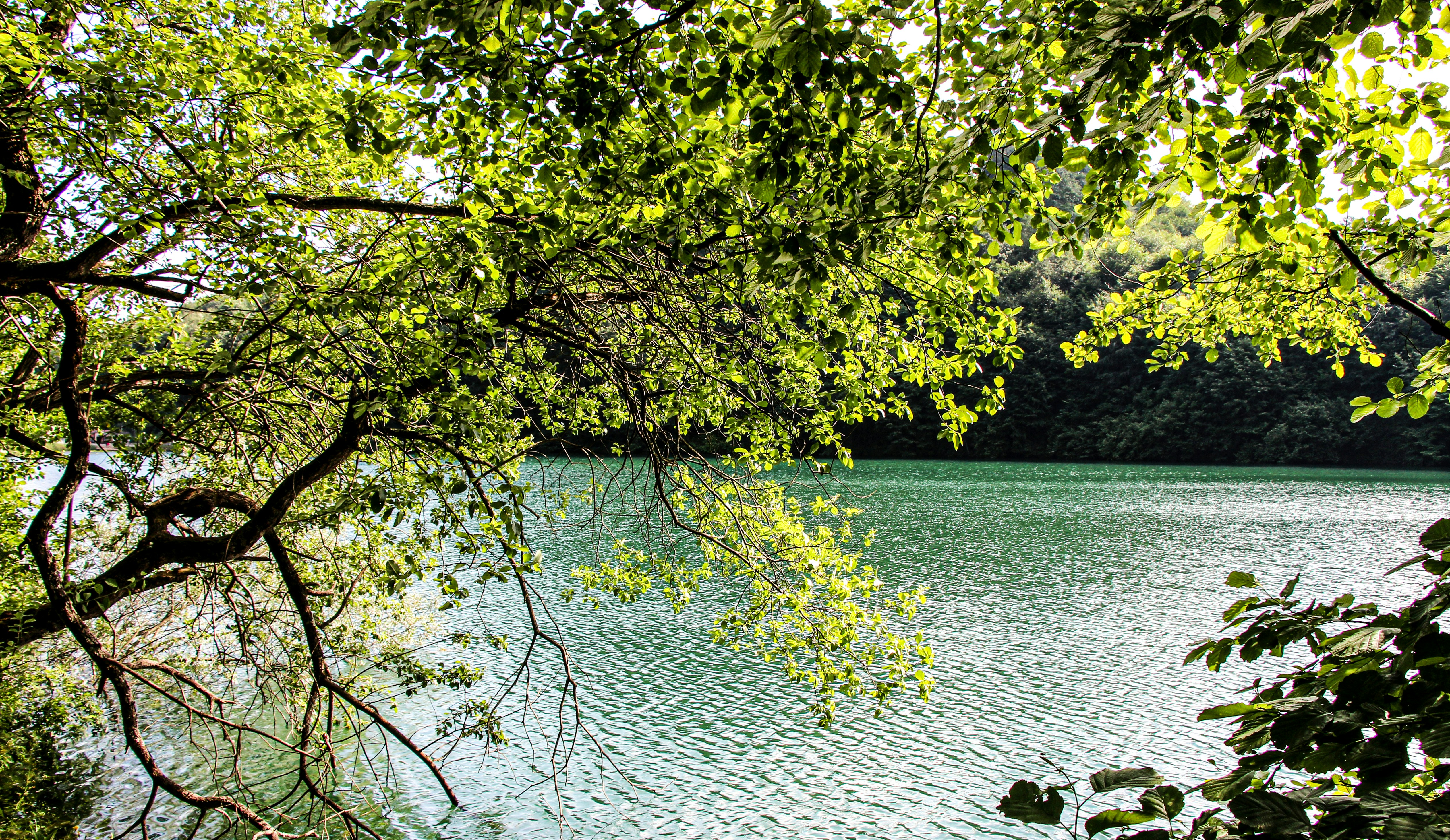 Lush green branches arching over a calm, rippling lake under dappled sunlight.