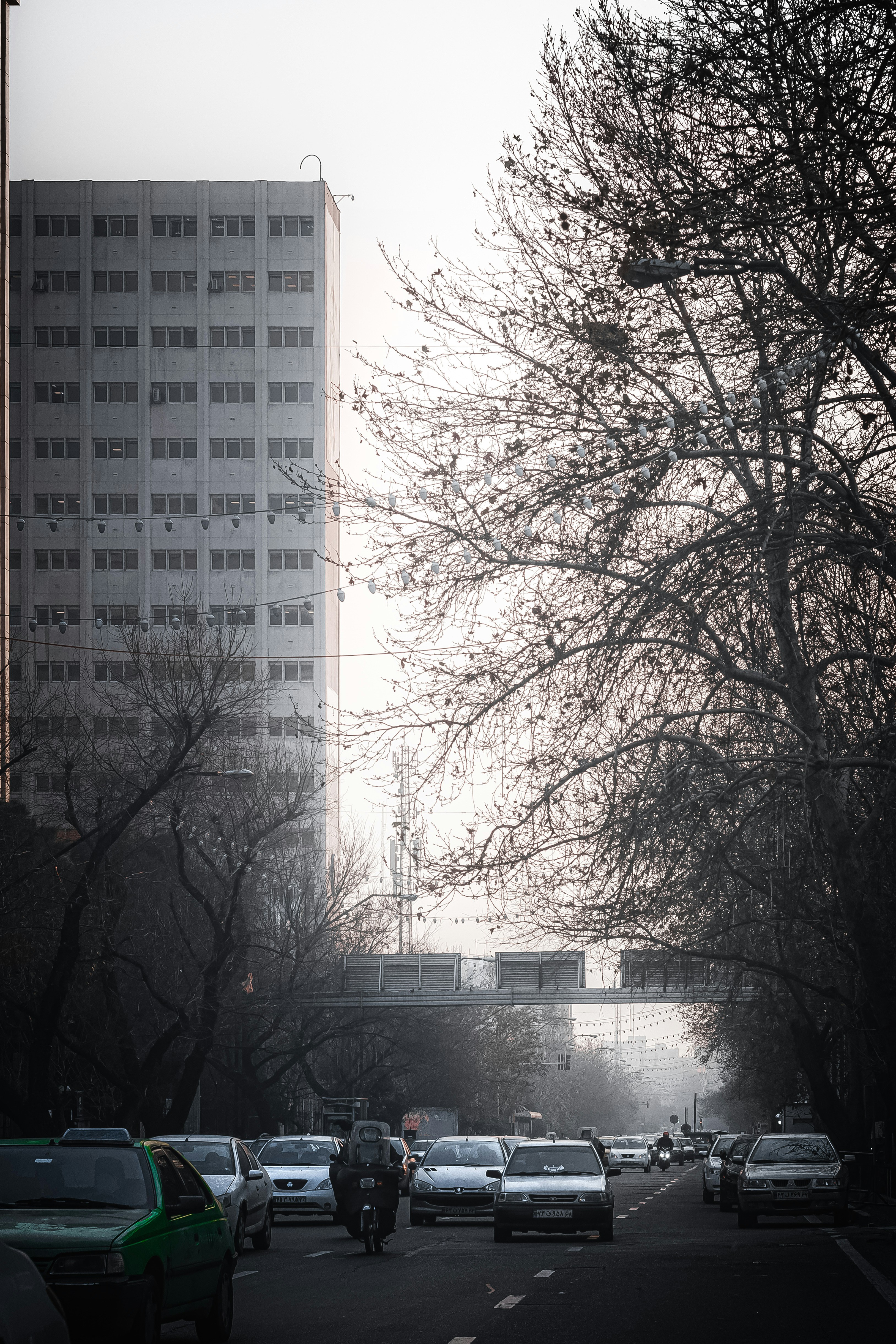 Lines of Traffic Under a Winter Canopy