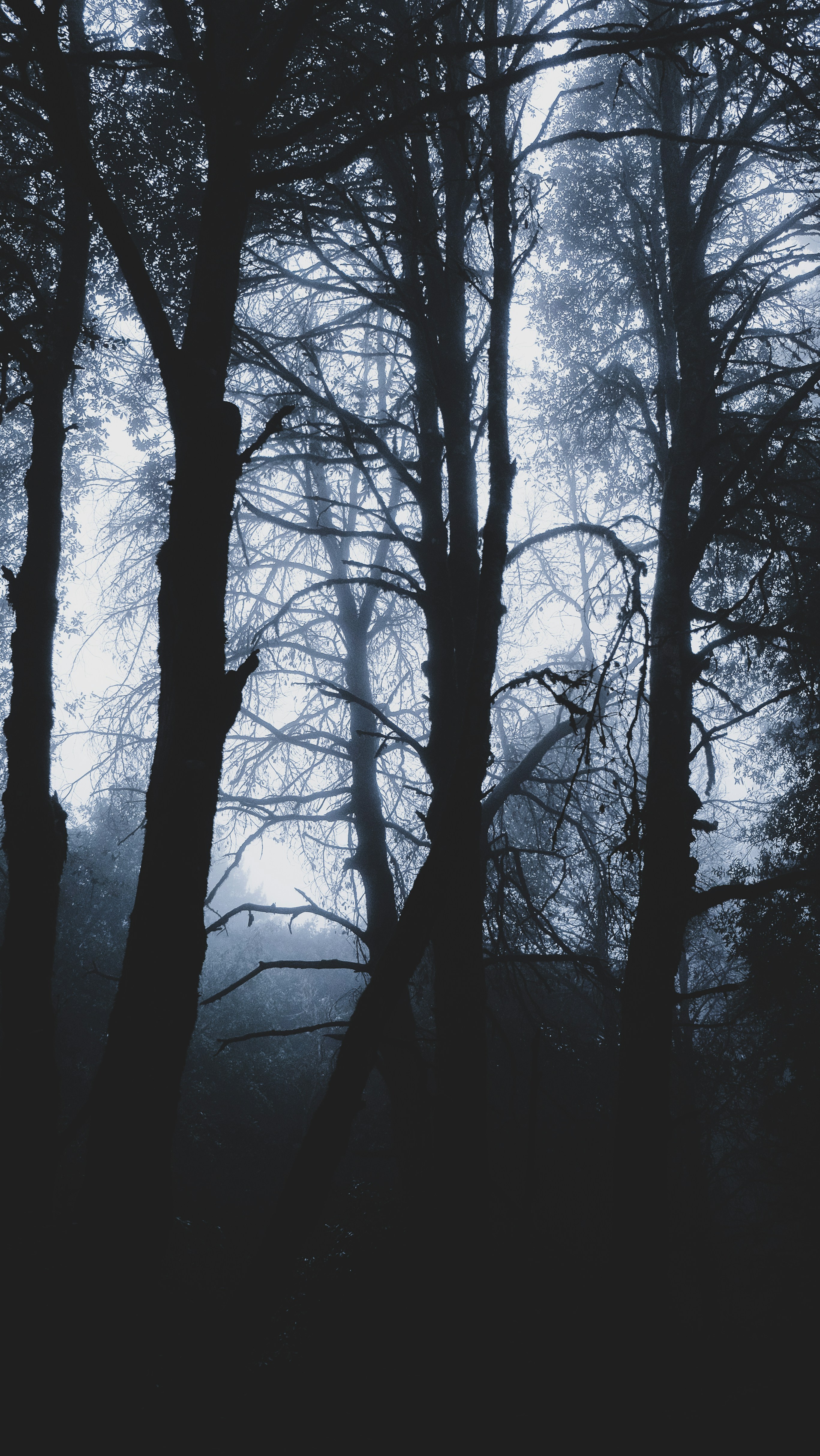 Silhouetted trees emerge from a dense fog, creating an eerie atmosphere in the forest. The interplay of light and shadow enhances the mysterious ambiance.