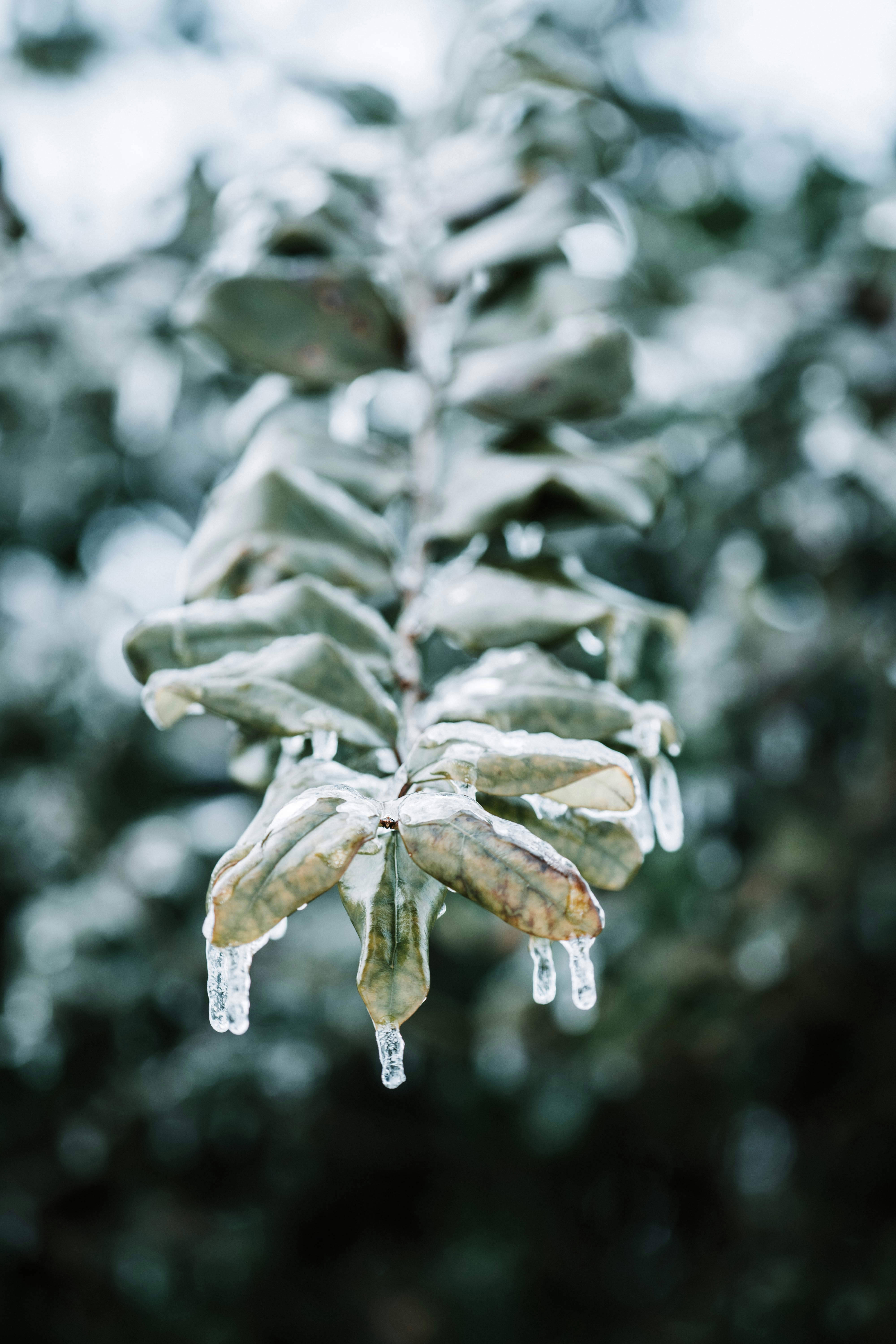 Icicles on Frosted Leaves: A Quiet Close-Up in Winter Light