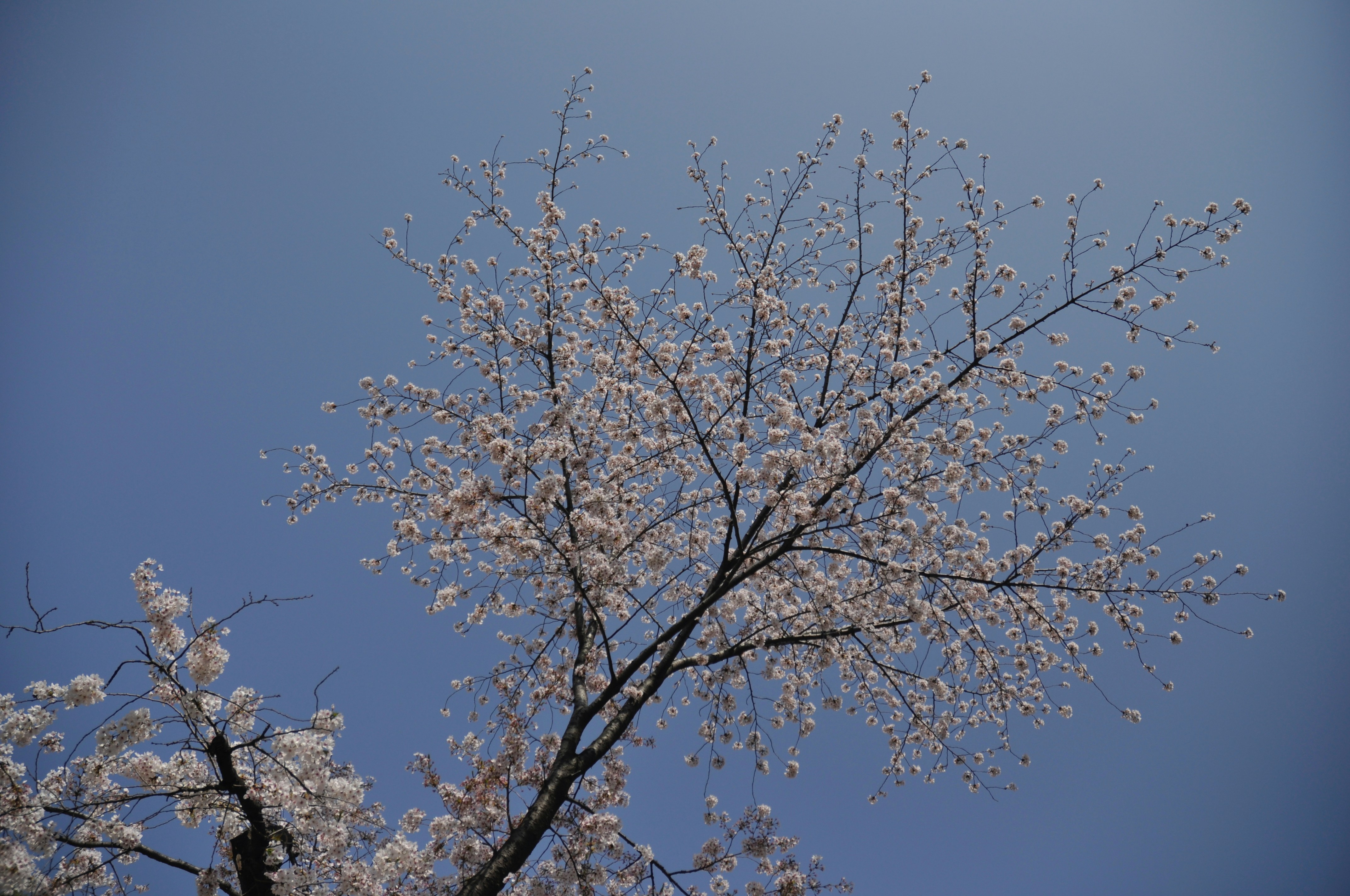White and brown tree under blue sky during daytime photo – Free Grey ...