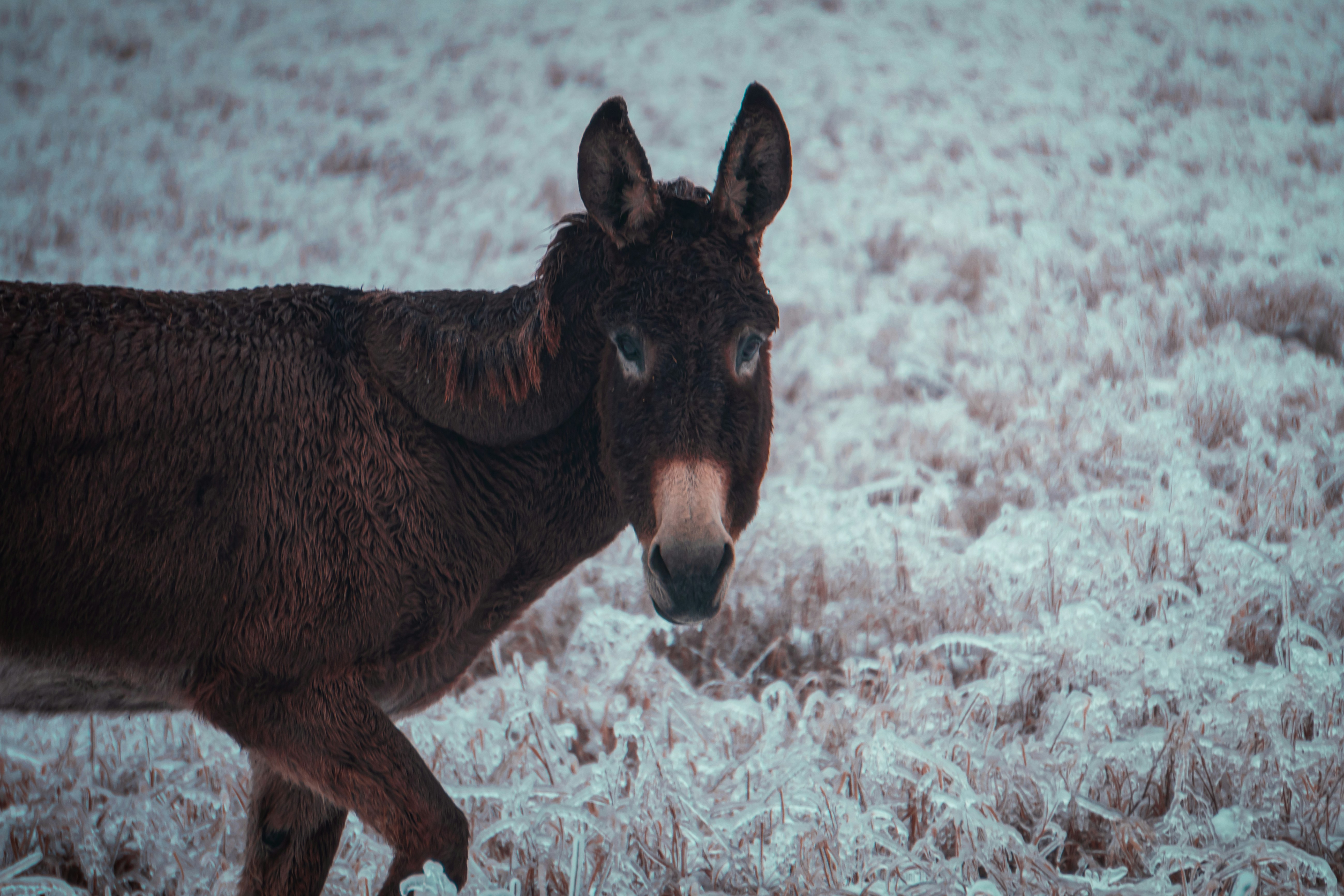 A horse stands amidst a frosty landscape, its warm brown coat contrasting with the icy surroundings. The animal's attentive expression captures a moment of tranquility in the cold. 