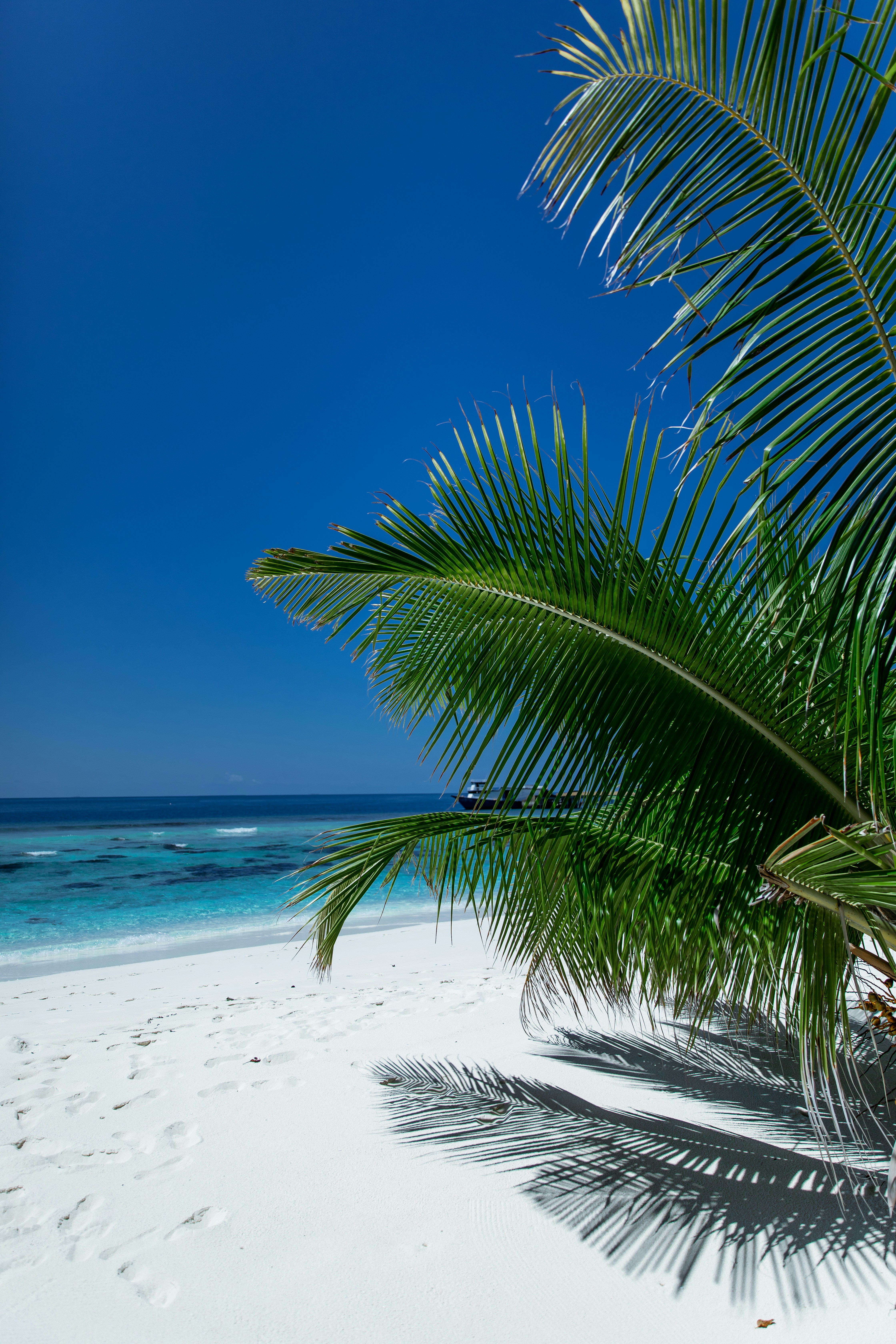 Green palm tree on white sand beach during daytime photo – Free Park ...