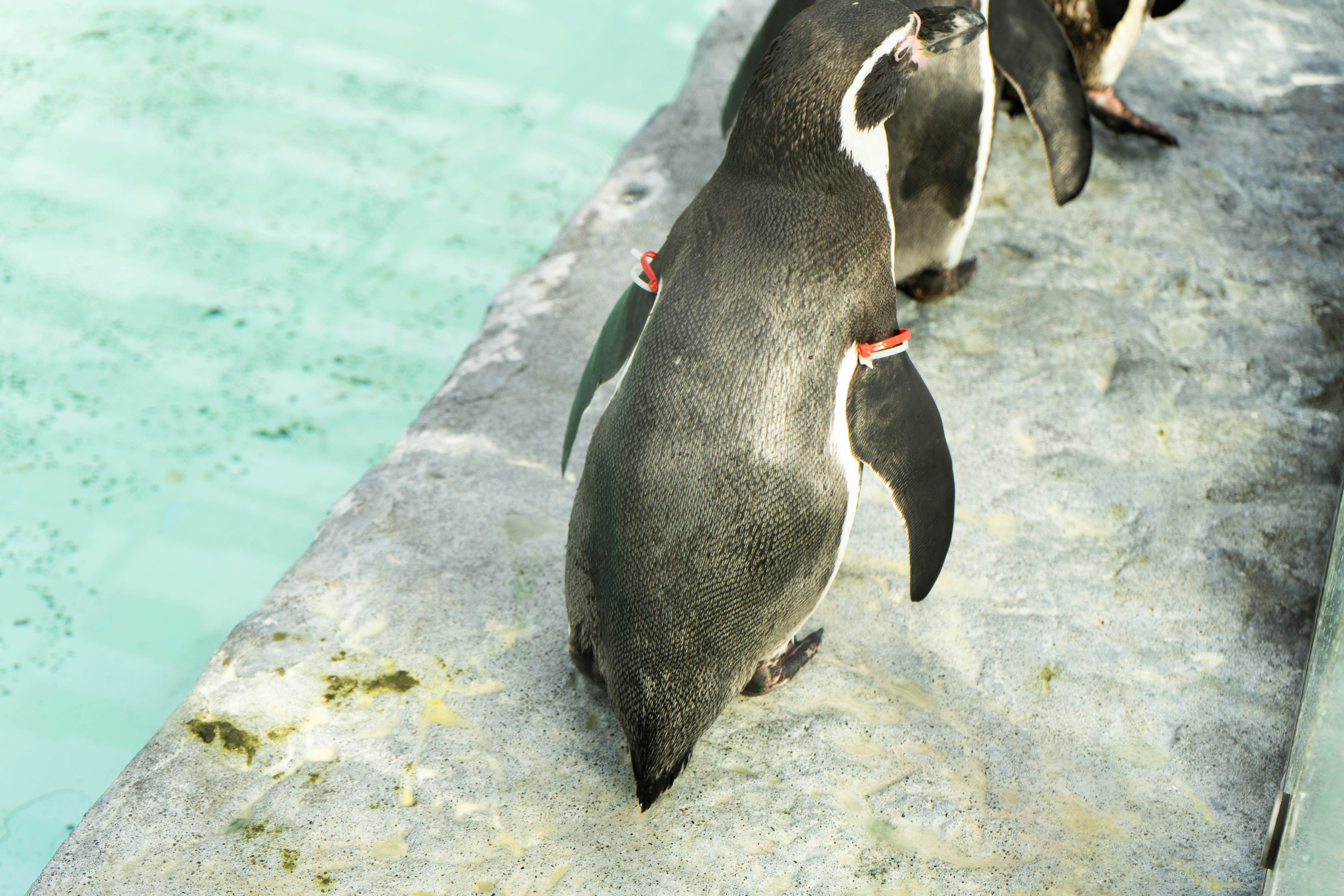 Edge of the Tide: Penguins Pause on a Weathered Pier