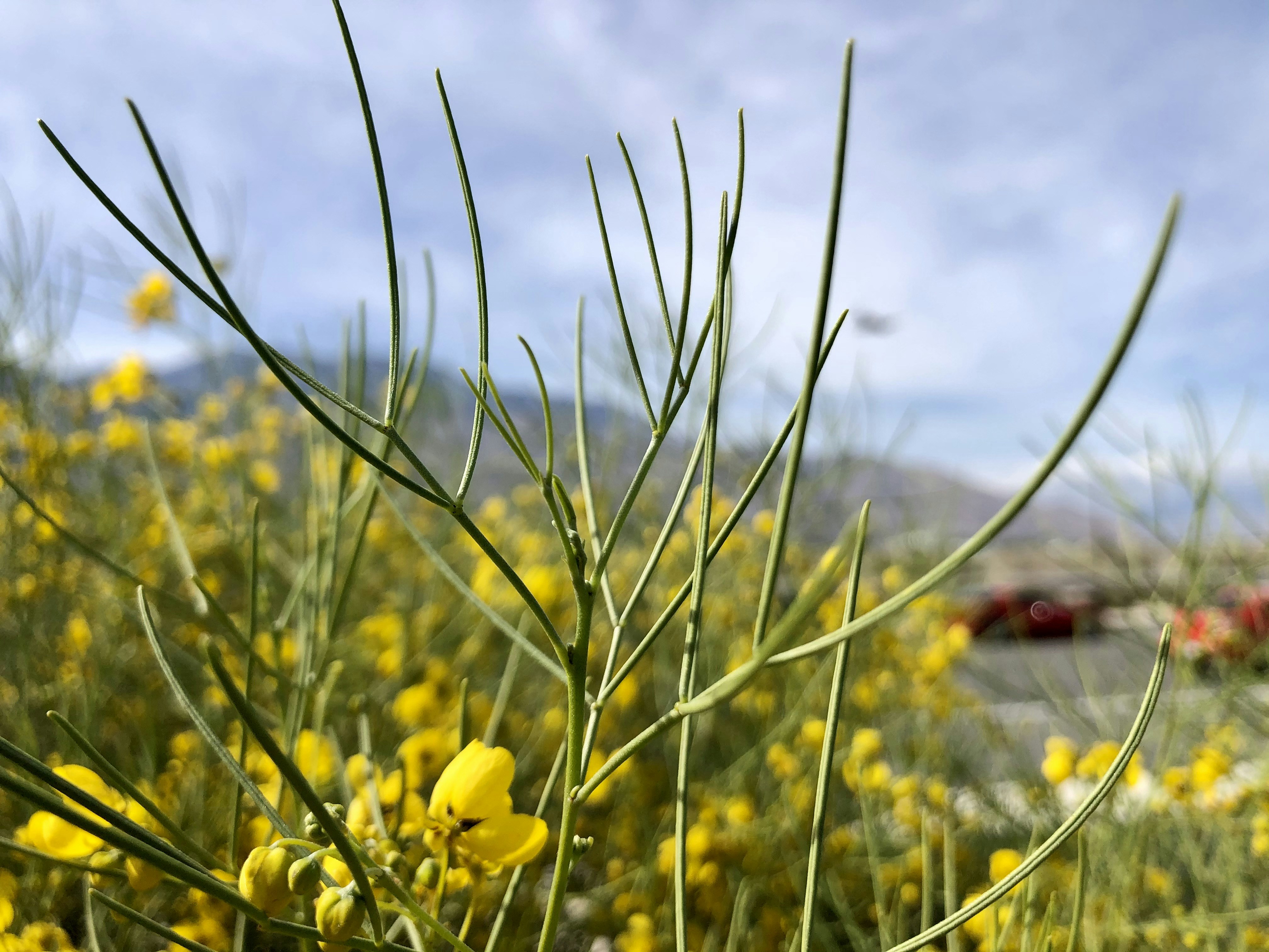 Delicate yellow flowers and slender green stems create a vibrant foreground against a blurred backdrop of mountains and sky.