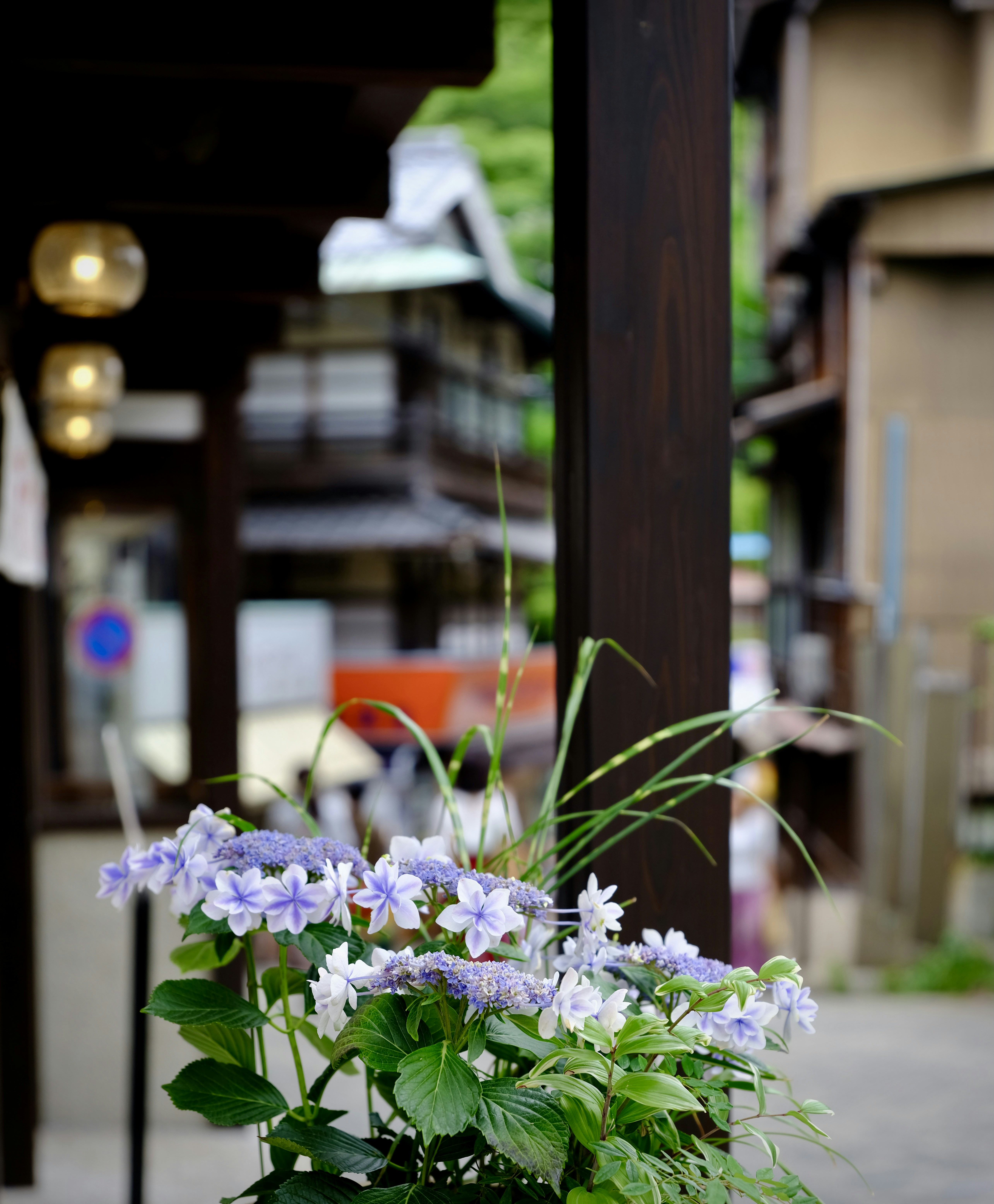 Close-up photograph of purple and white hydrangea blossoms in a planter, with a softly blurred wooden walkway scene in the background.