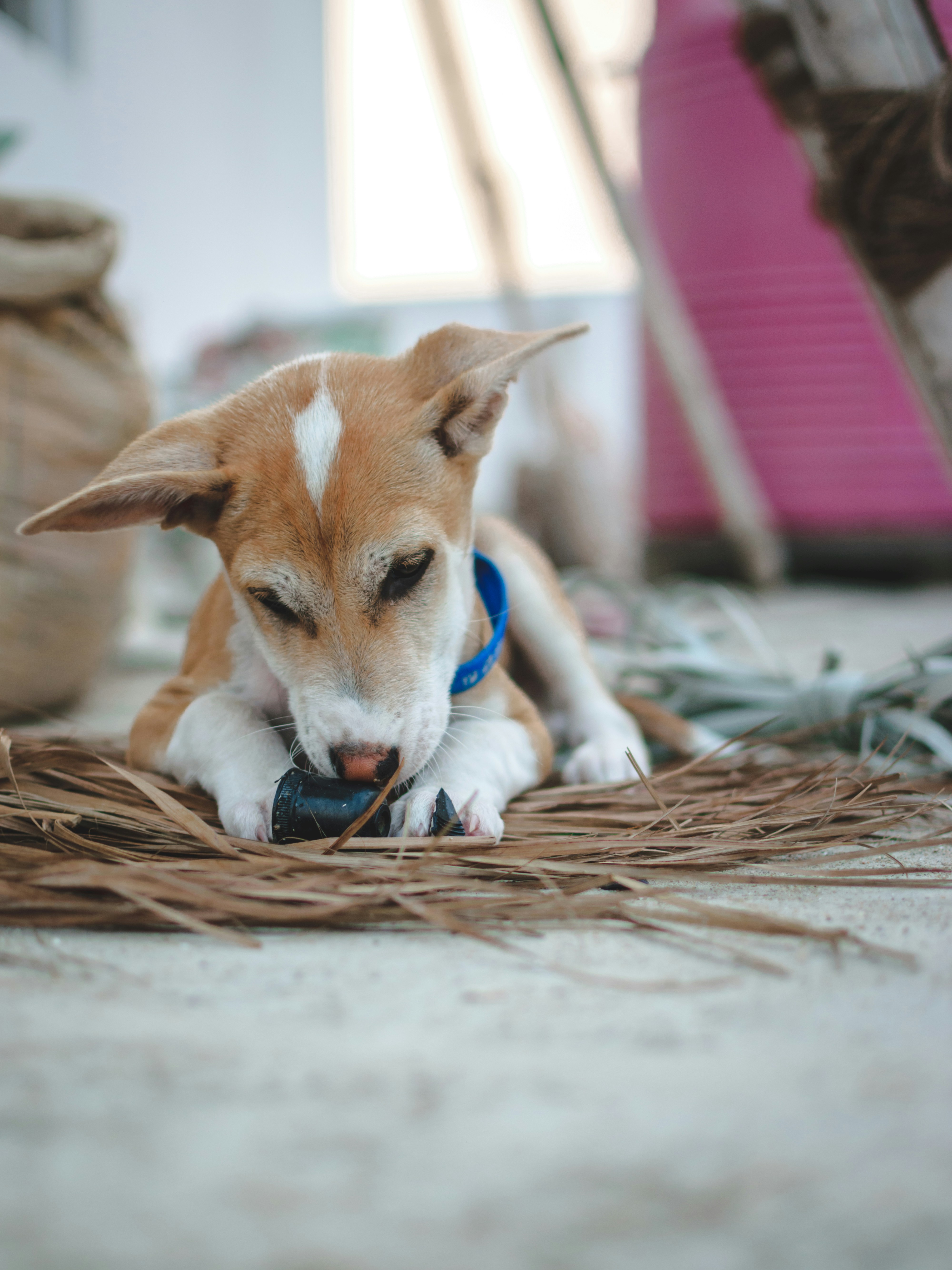 Blue-collared pup finds quiet focus amid wicker nest