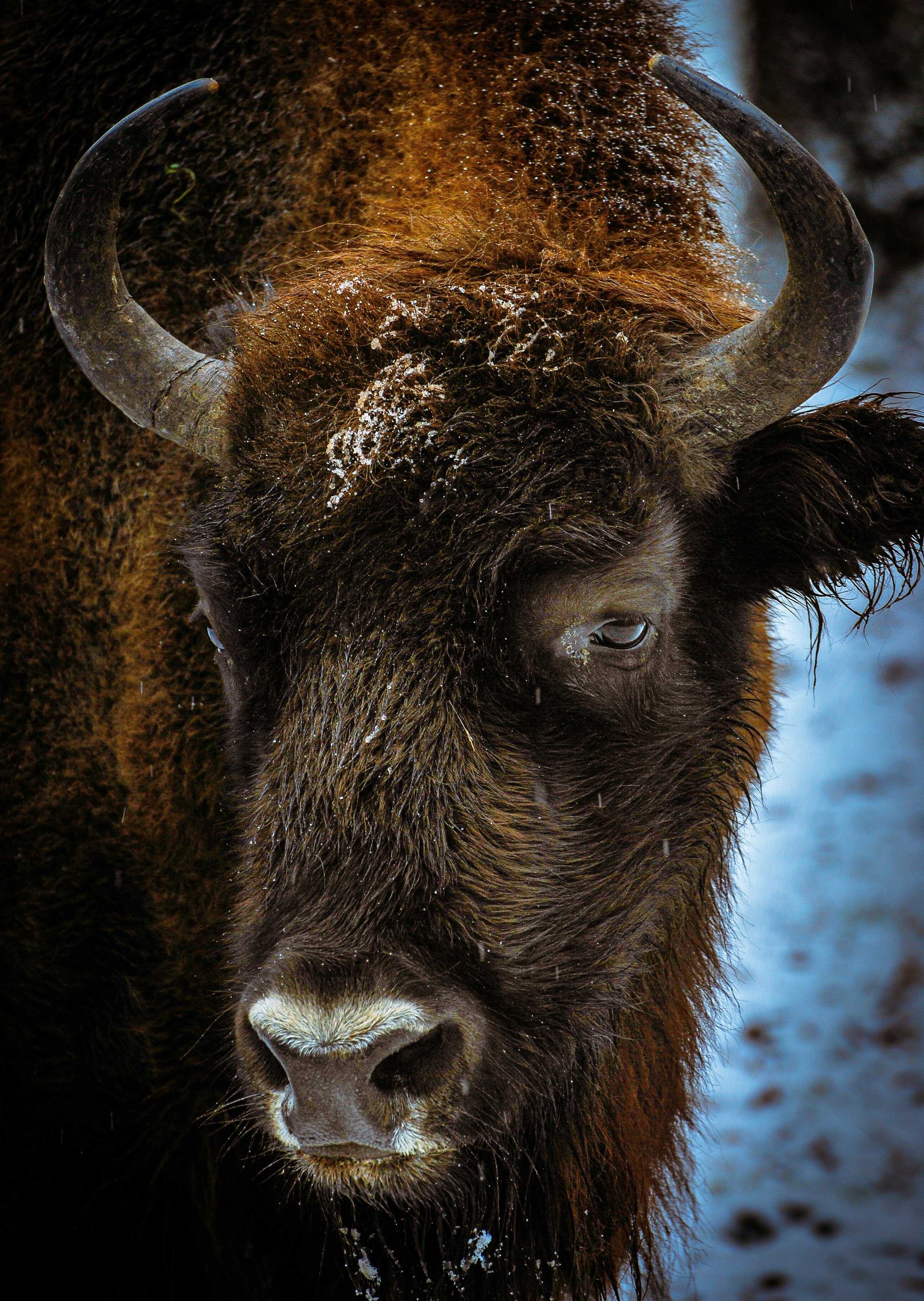 100+ Bison Pictures | Download Free Images on Unsplash