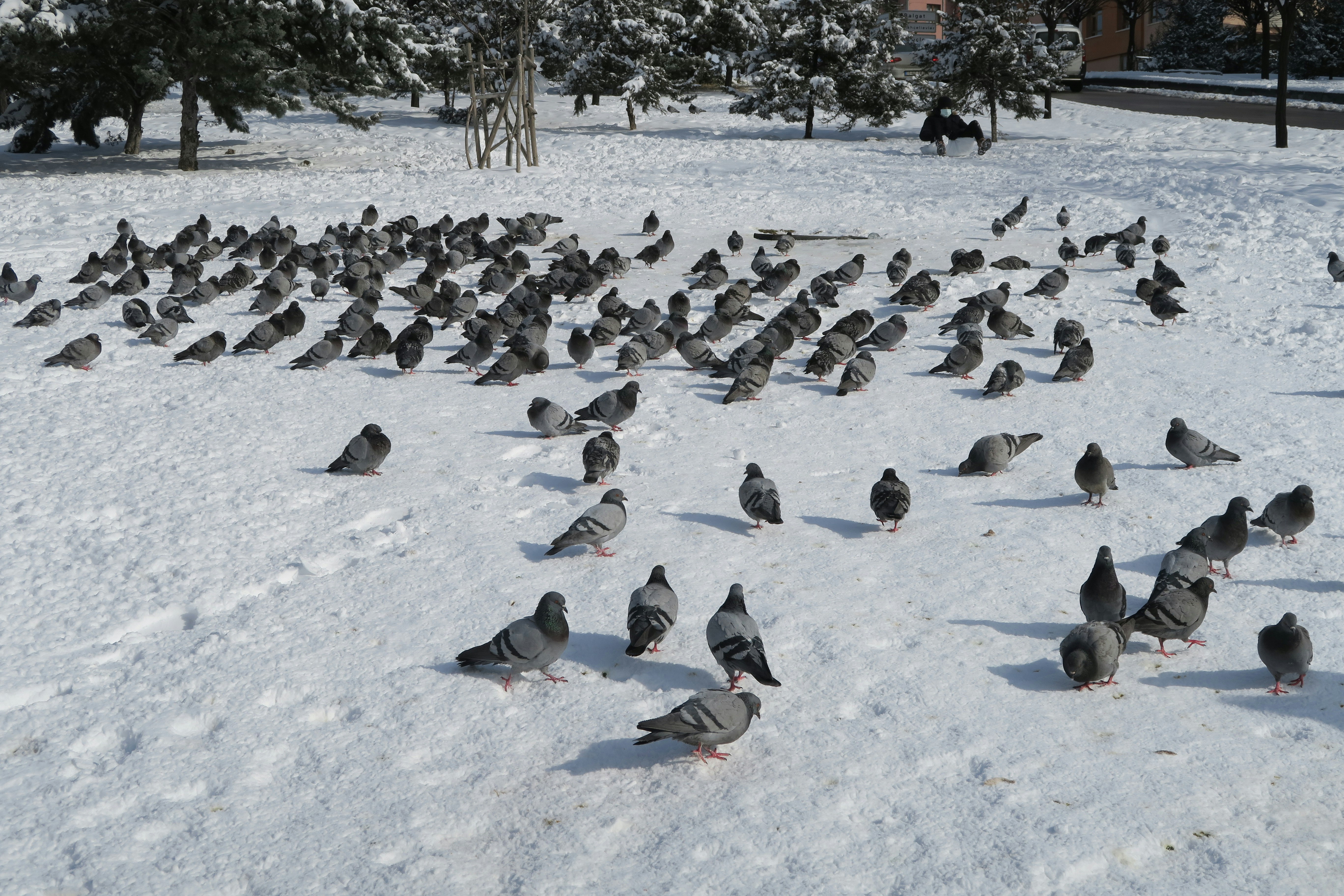 Flock of pigeons on snow covered ground during daytime photo – Free ...