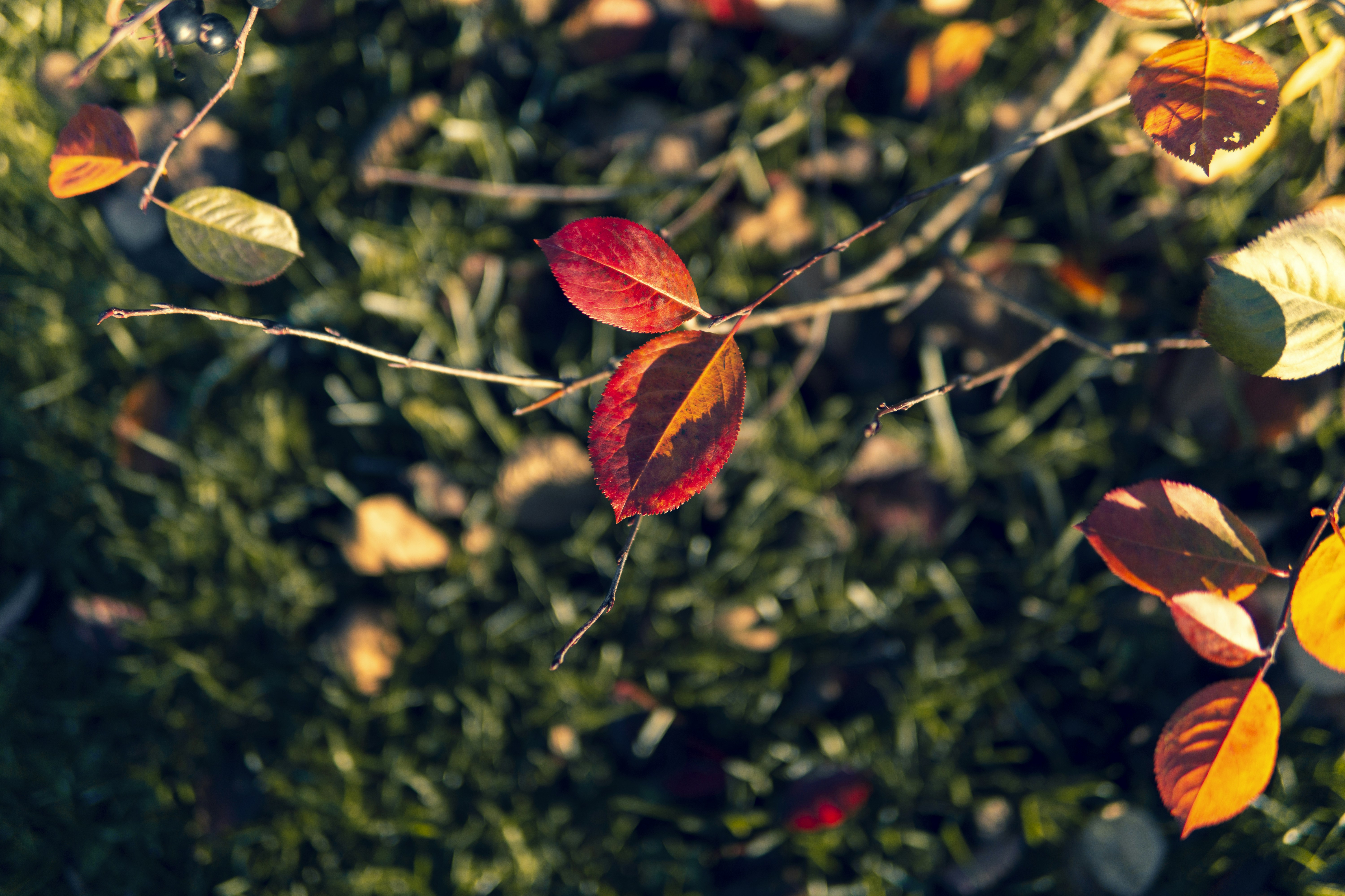 Vibrant red and orange leaves contrast against a backdrop of green grass, capturing the essence of fall's transition.