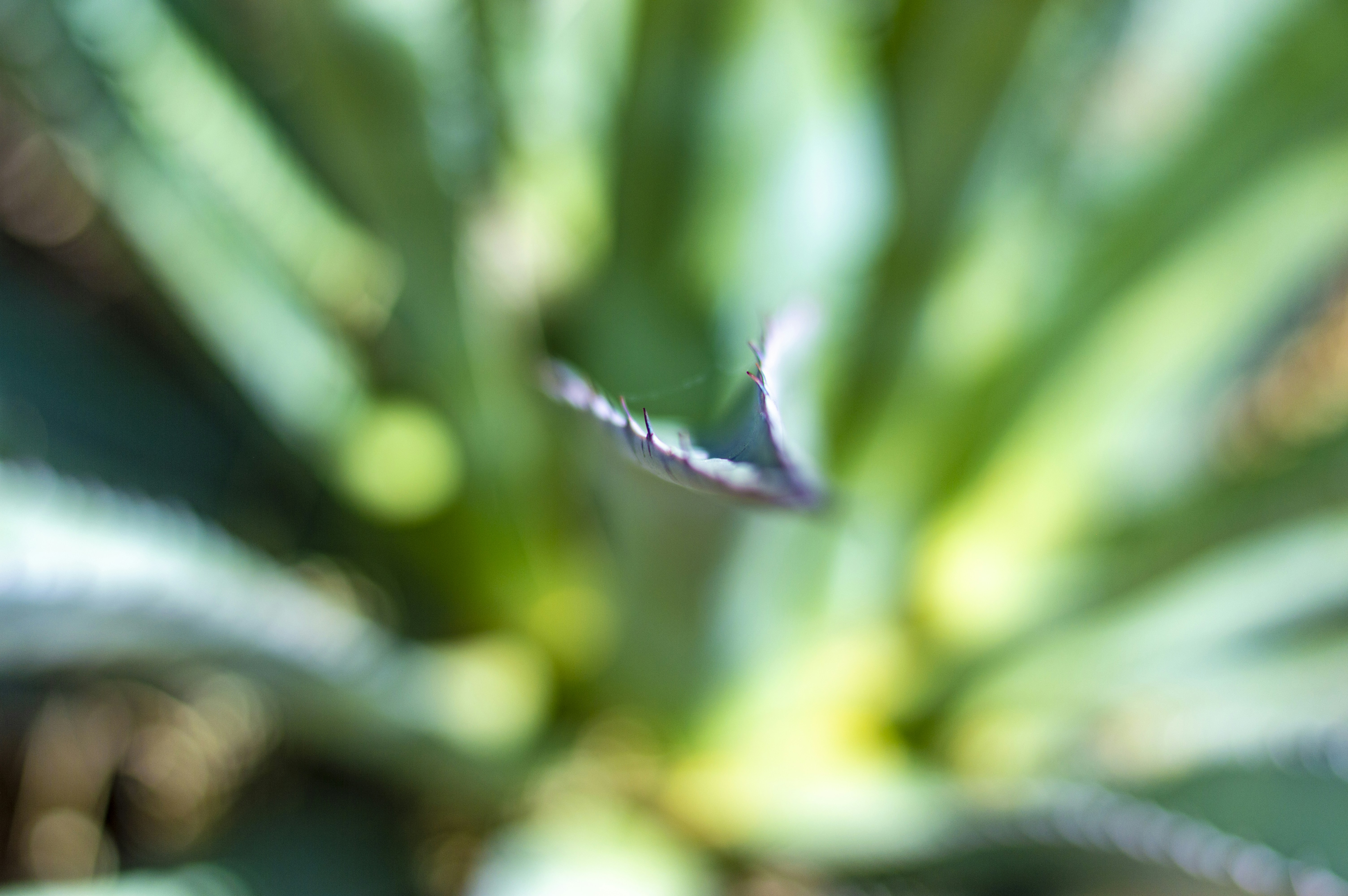 Edge of Quiet: a macro close-up on a lone leaf curl amid a sea of green