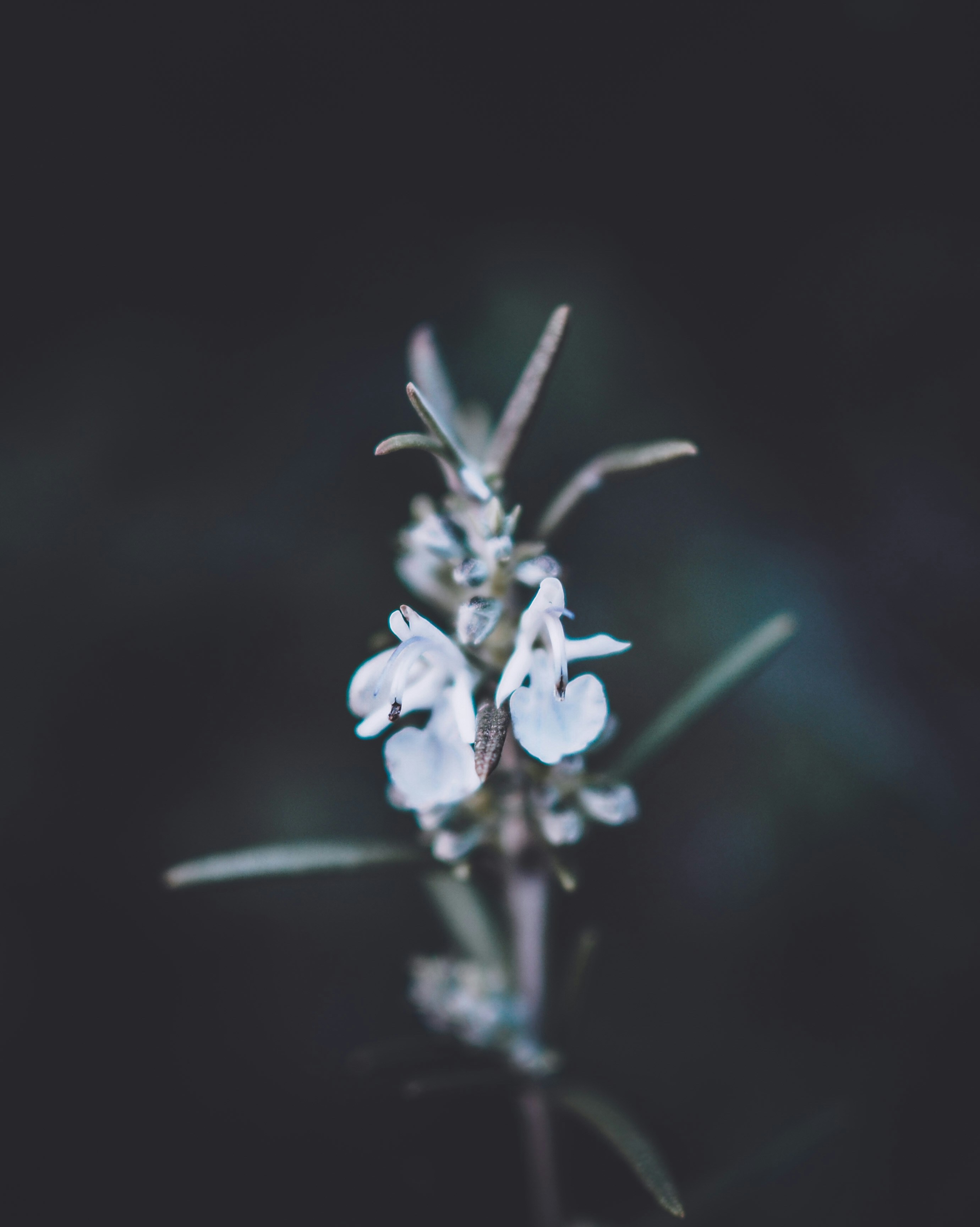 Delicate white flowers stand out against a dark background, showcasing their intricate details and soft hues.