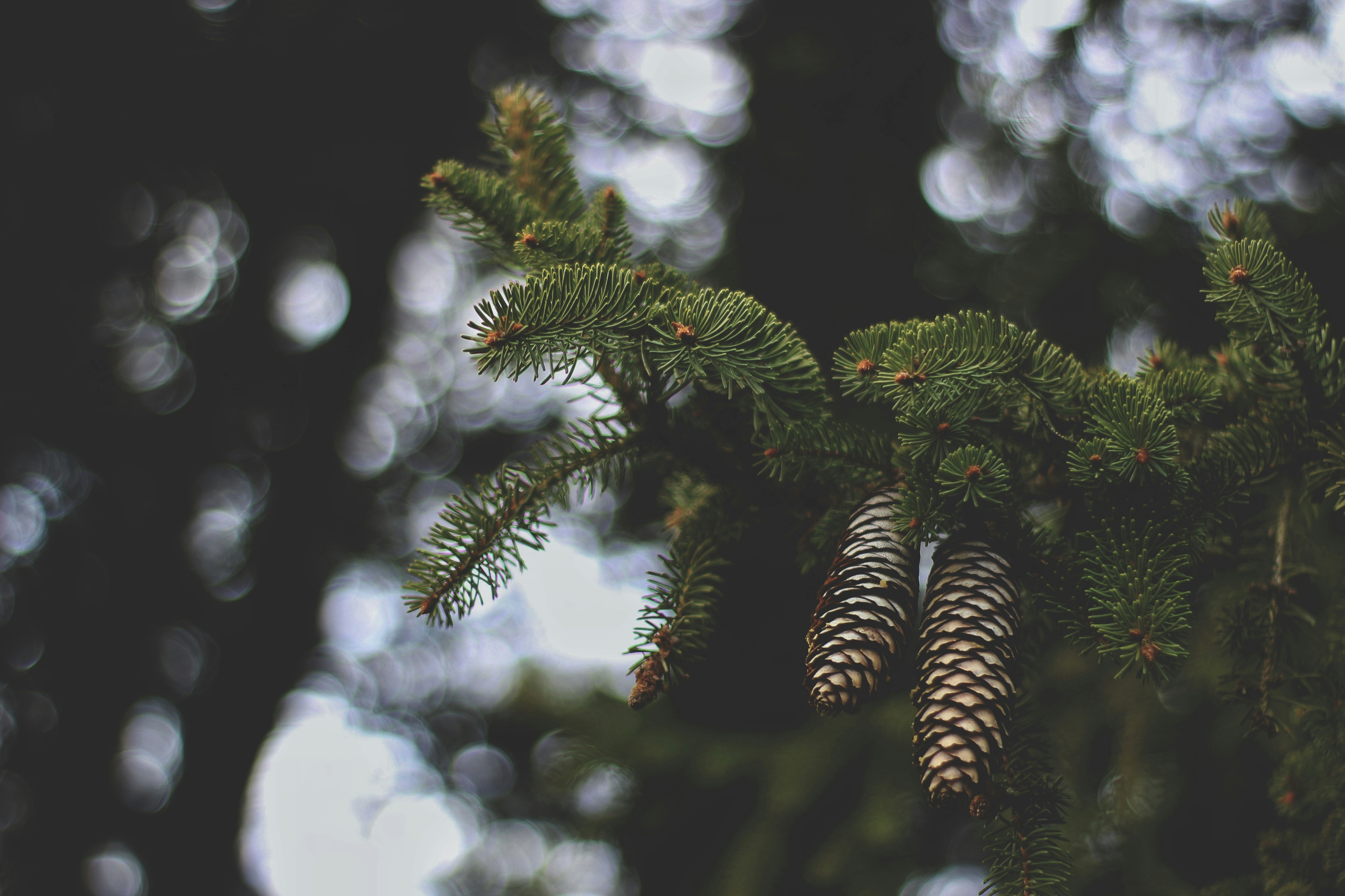 Pinecones nestled among lush evergreen branches, set against a softly blurred forest backdrop.