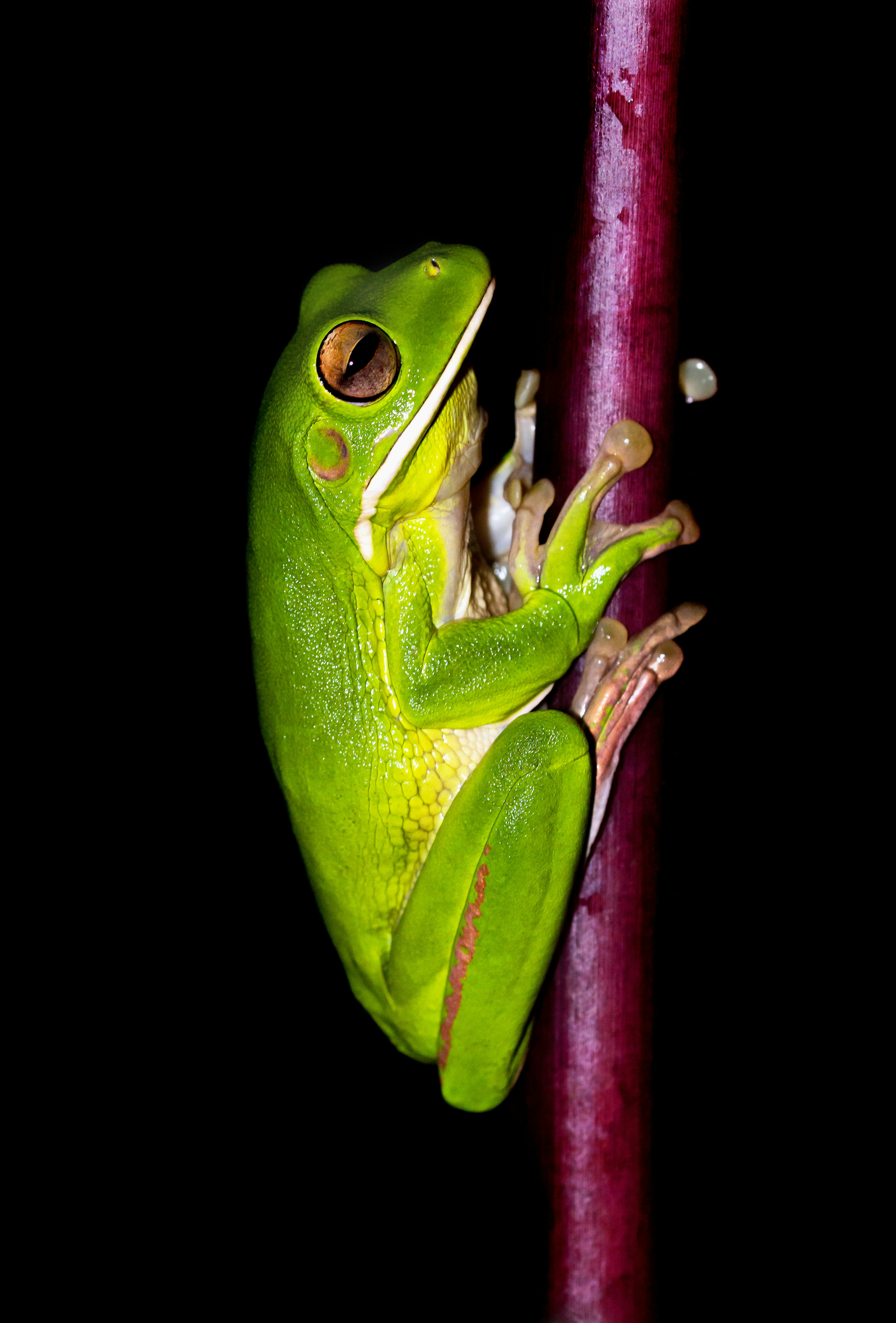 30,000+ Tree Frog Pictures | Download Free Images on Unsplash