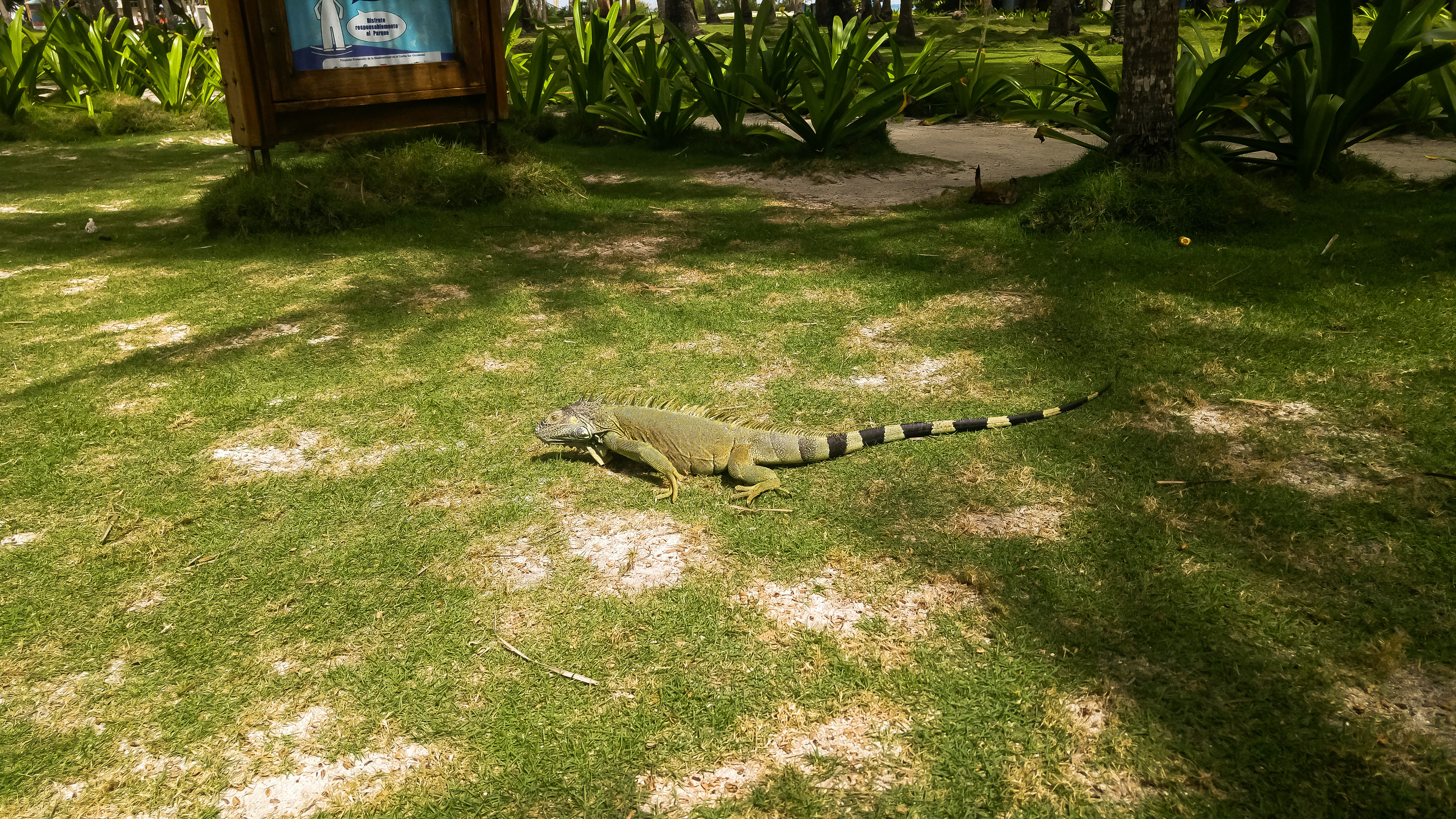 An iguana leisurely traverses a sunlit grassy area, surrounded by lush foliage and shadows. The scene captures a moment of nature's tranquility.