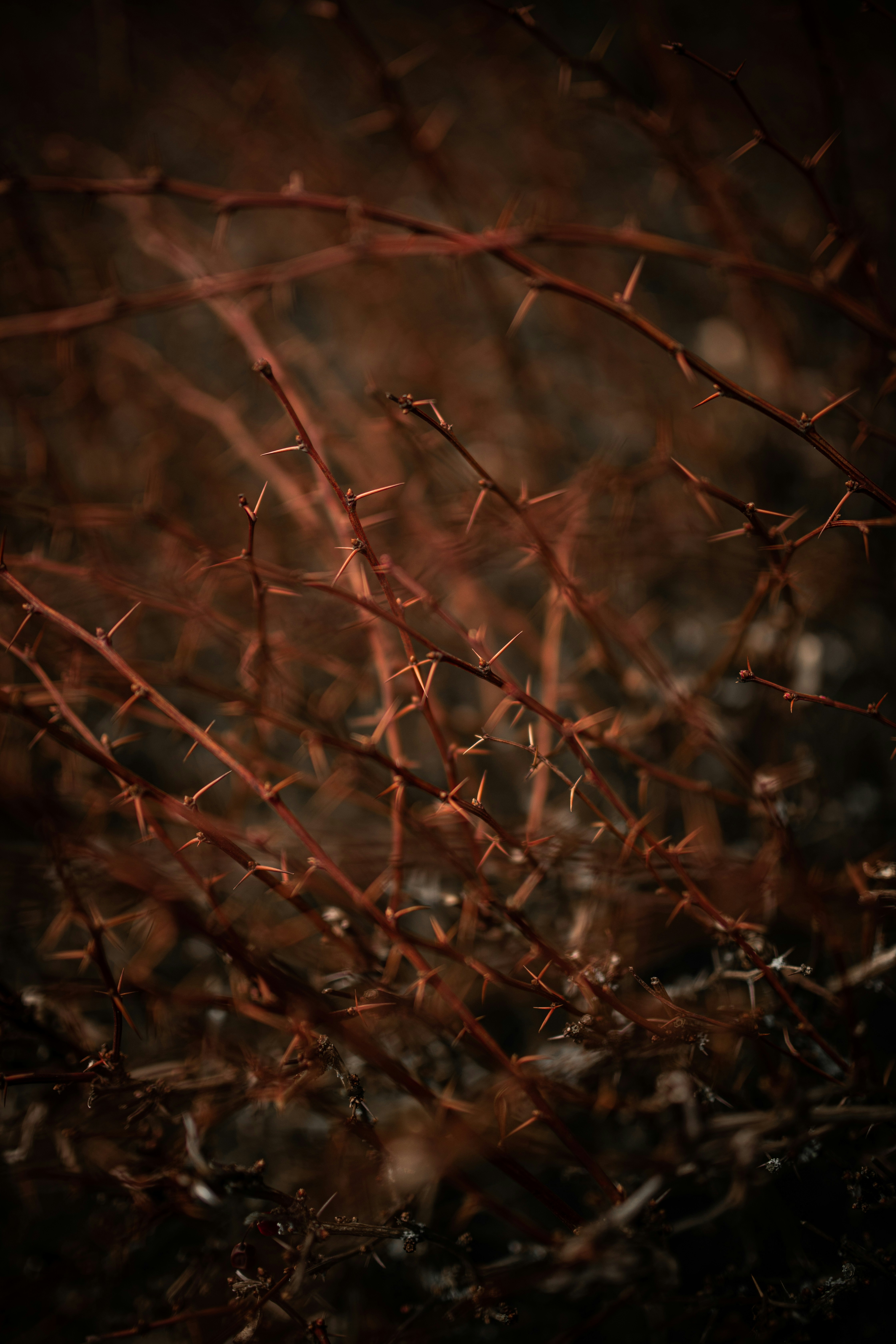 Brown tree branches in close up photography photo – Free Brown Image on ...