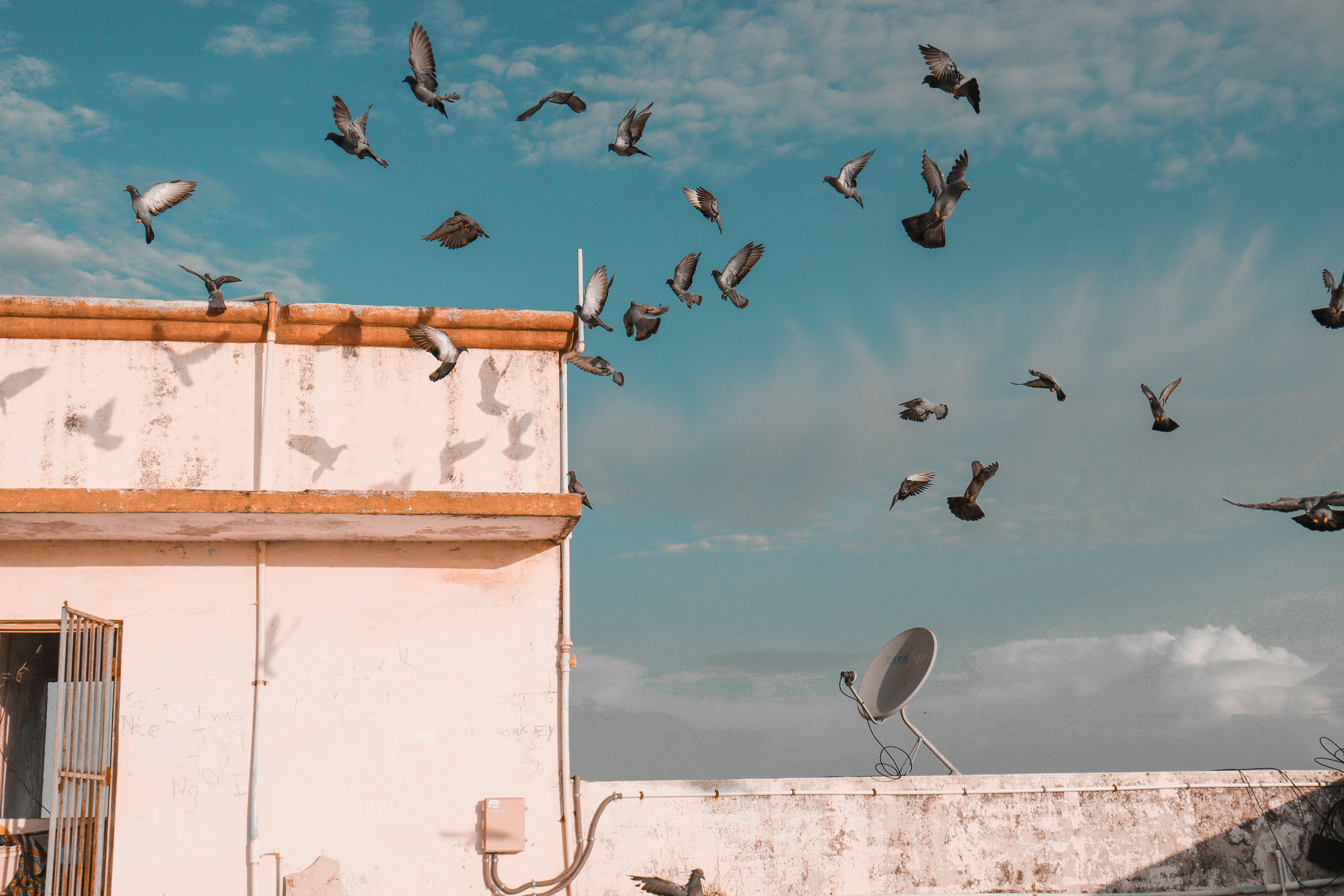 Flock of birds flying over the building during daytime photo – Free ...