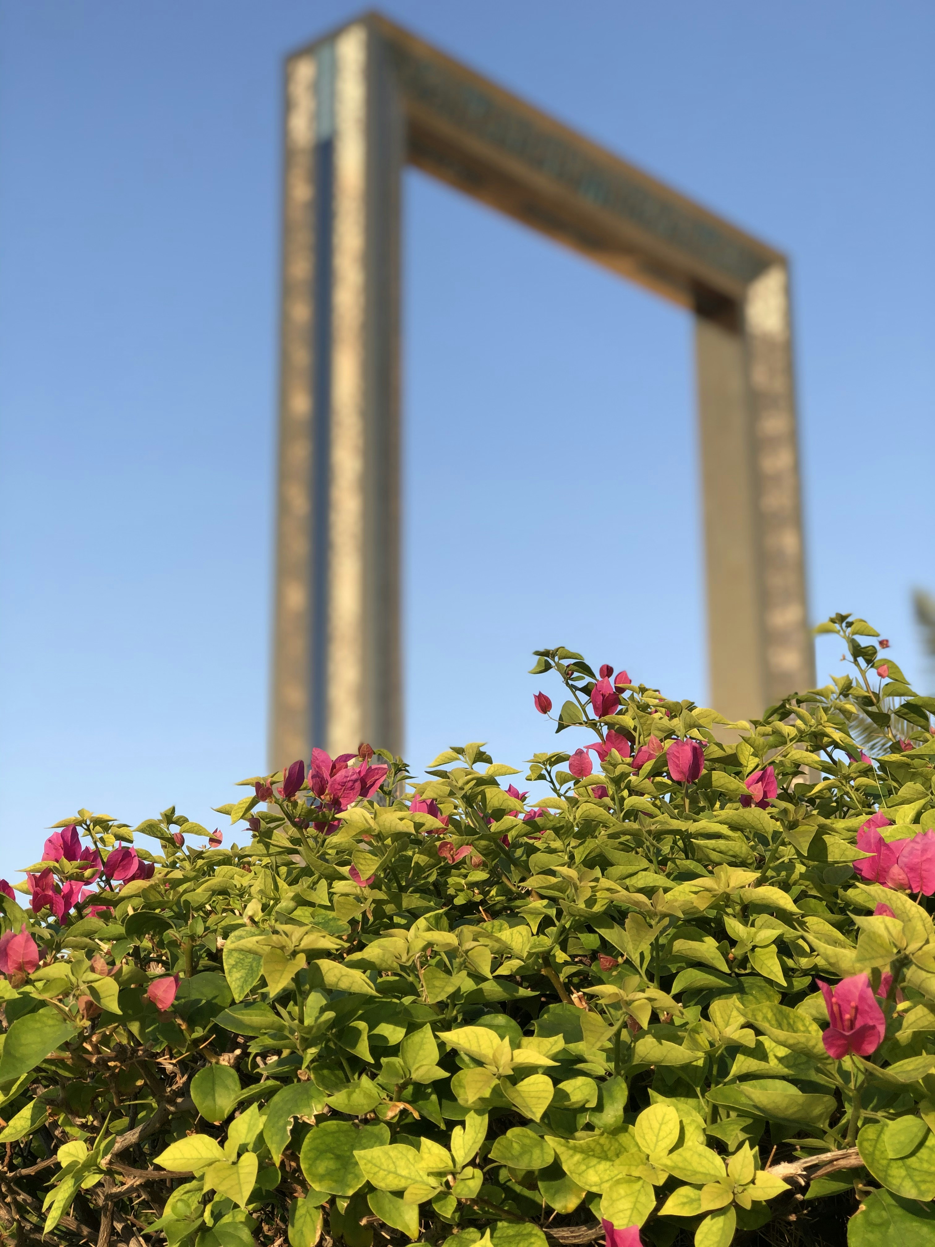 Vibrant bougainvillea blooms in the foreground with a striking architectural frame rising against a clear blue sky.
