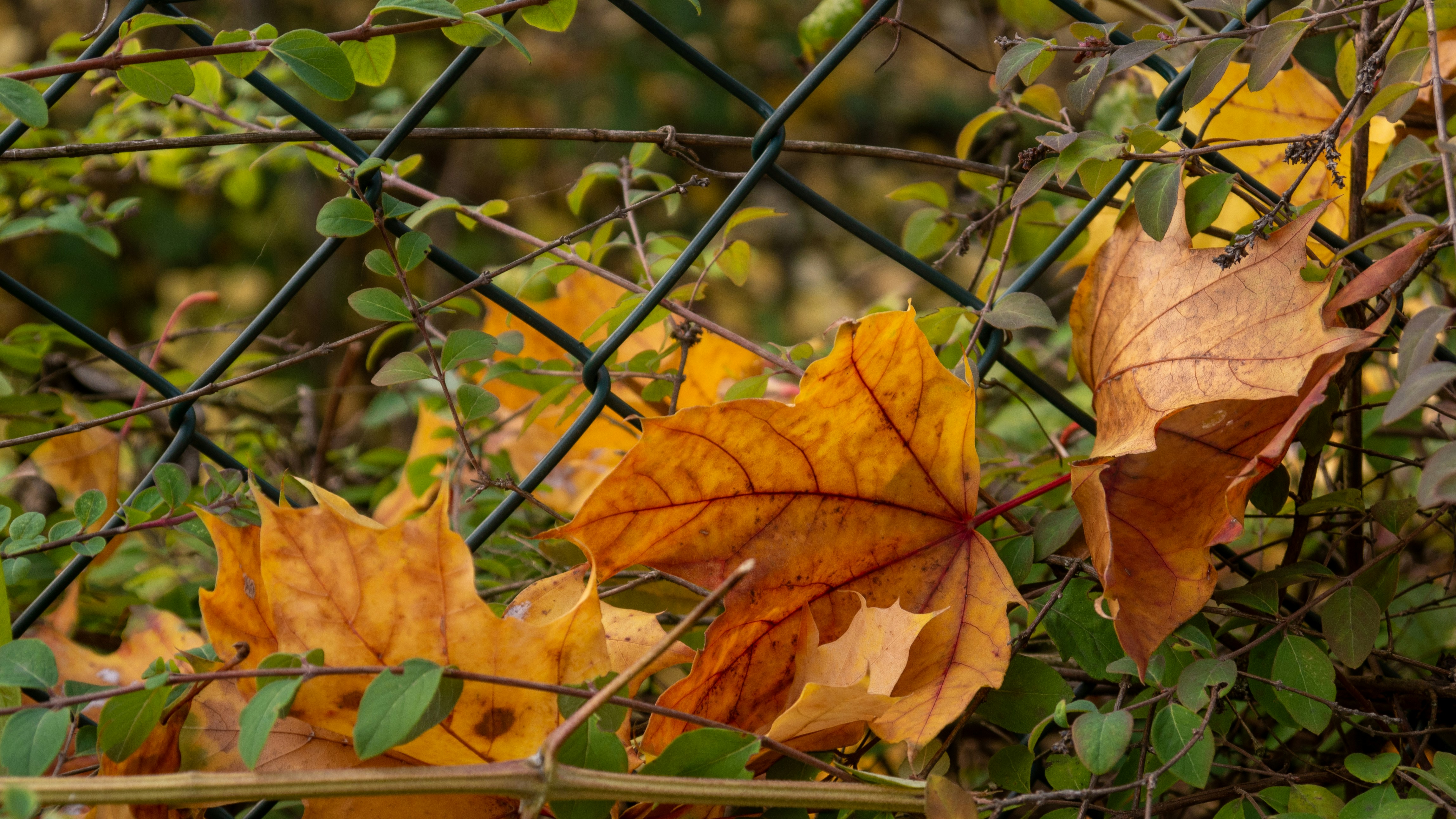 Autumn Leaves Adrift Behind a Woven Barrier