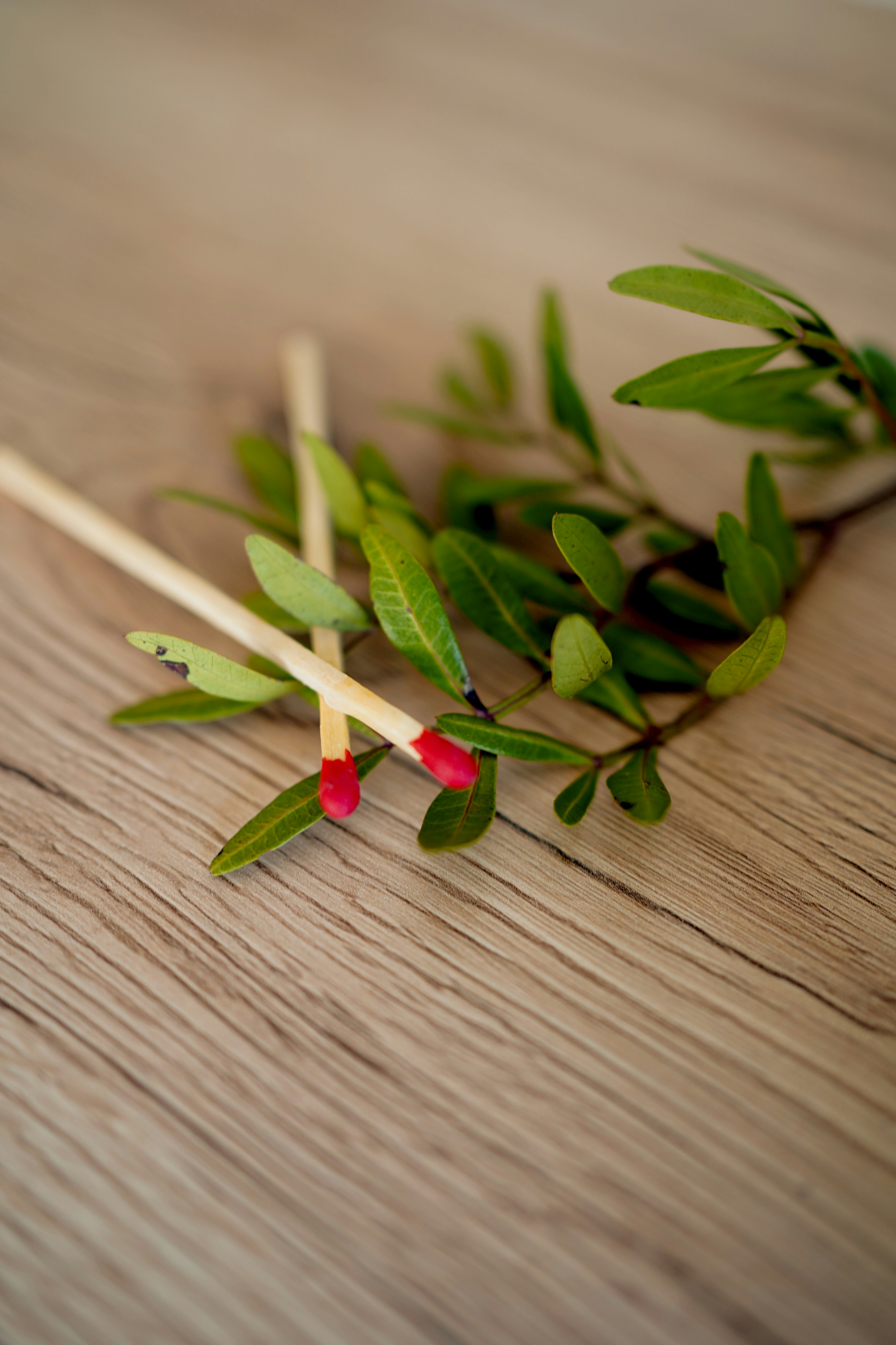 Crimson-tipped sprigs on weathered wood