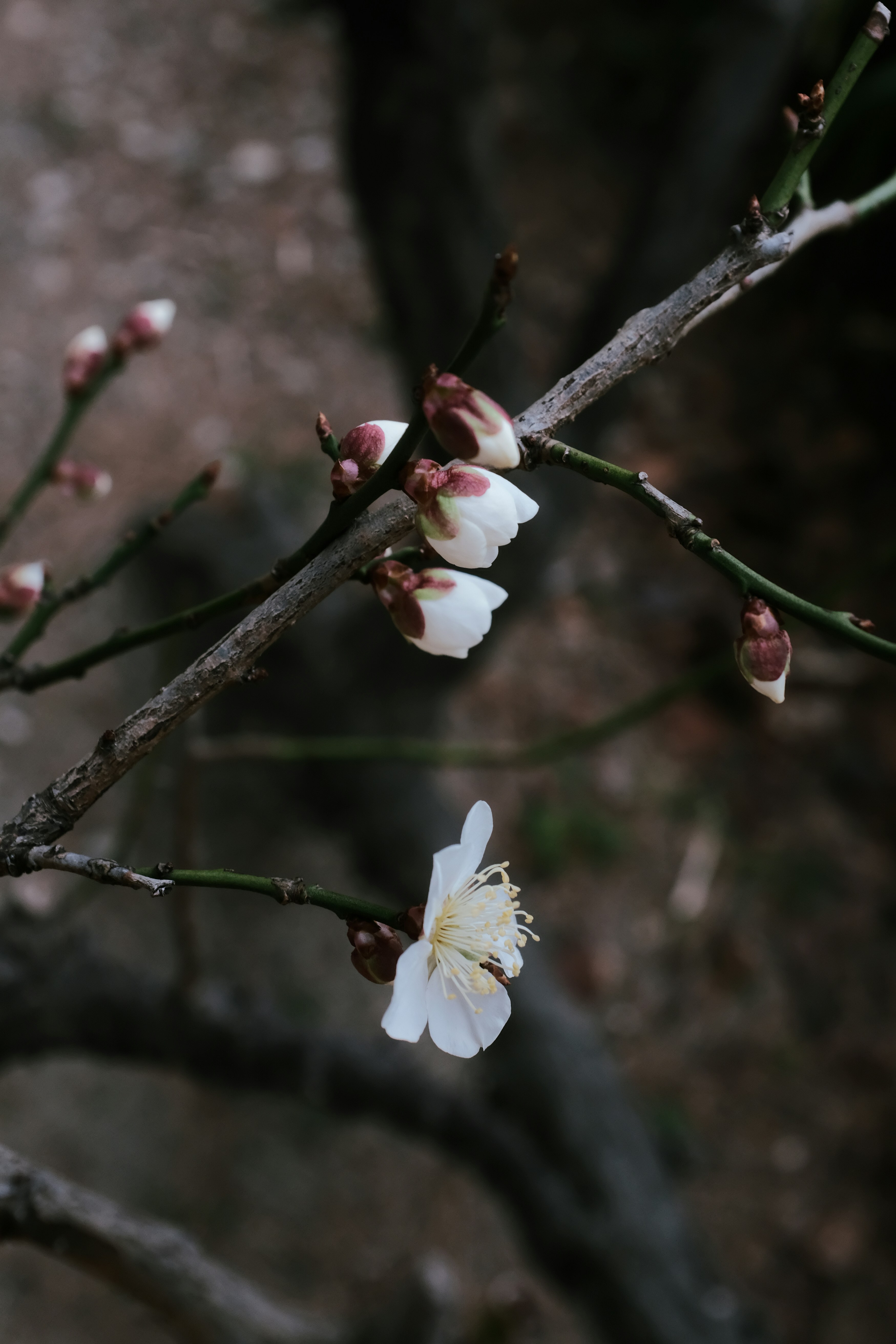 White Plum Blossom in Focus on a Weathered Branch