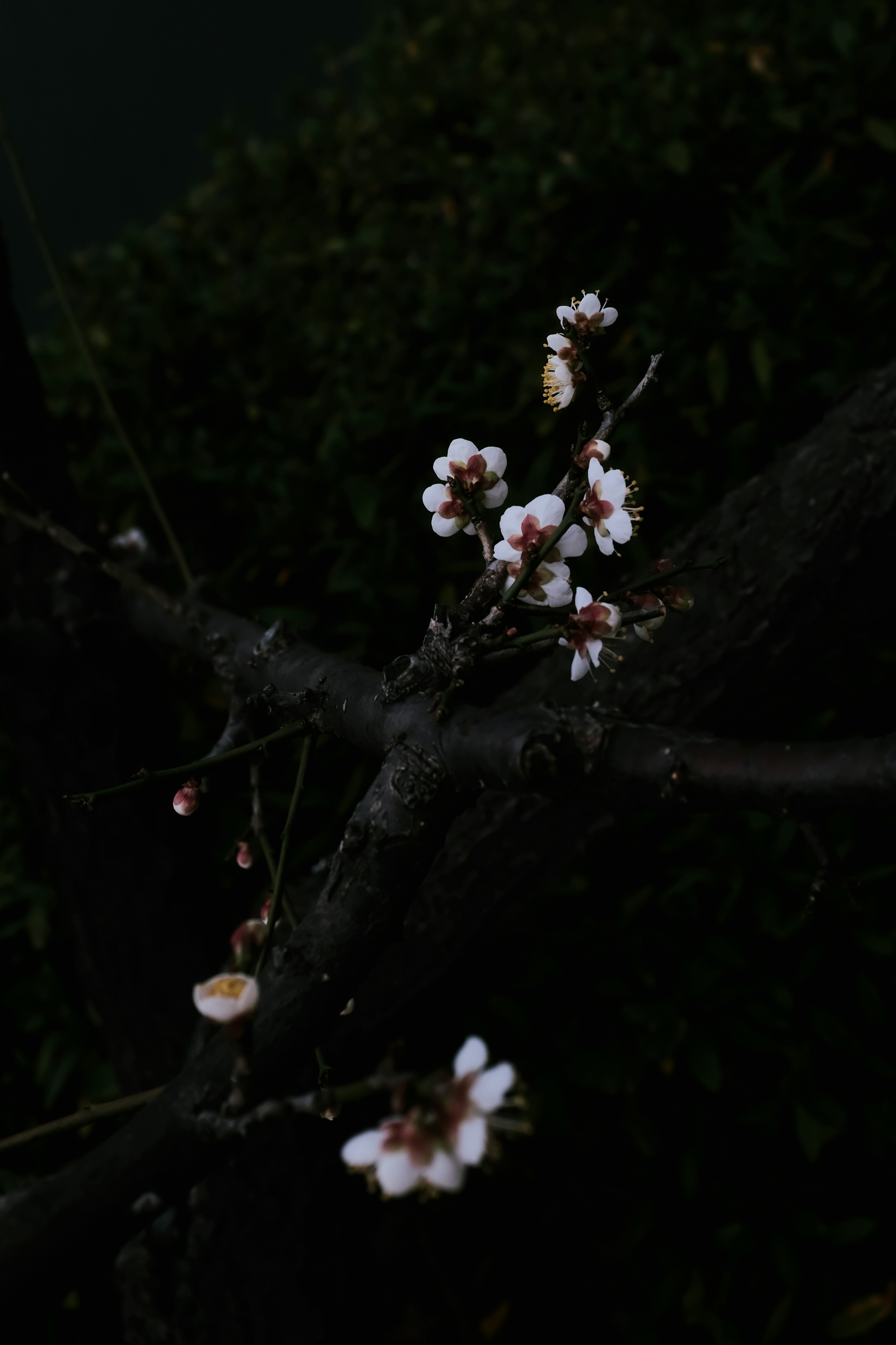 white flowers on brown tree branch