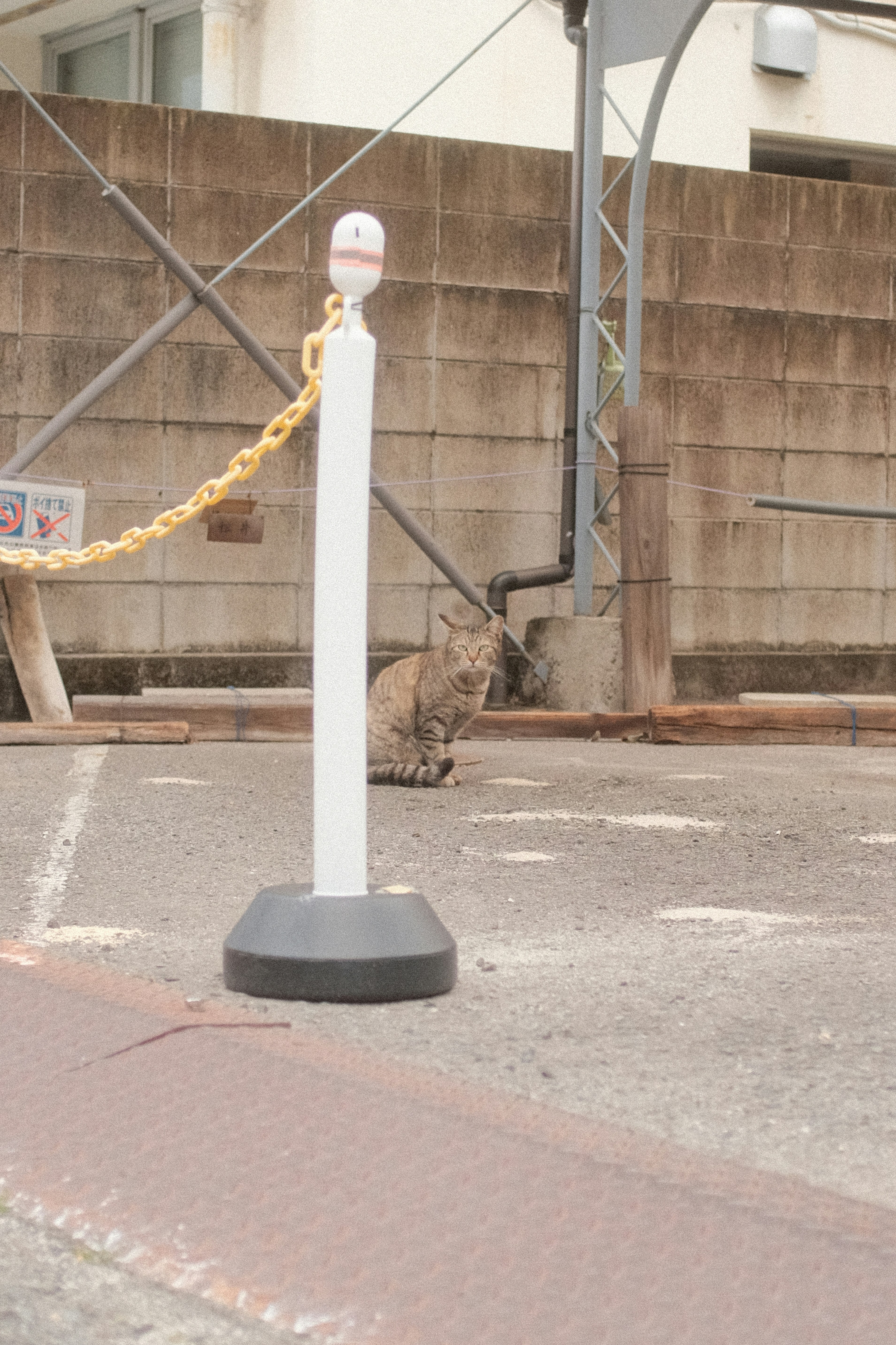 Parking Lot Sentinel: A Calm Cat by the Chain Barrier