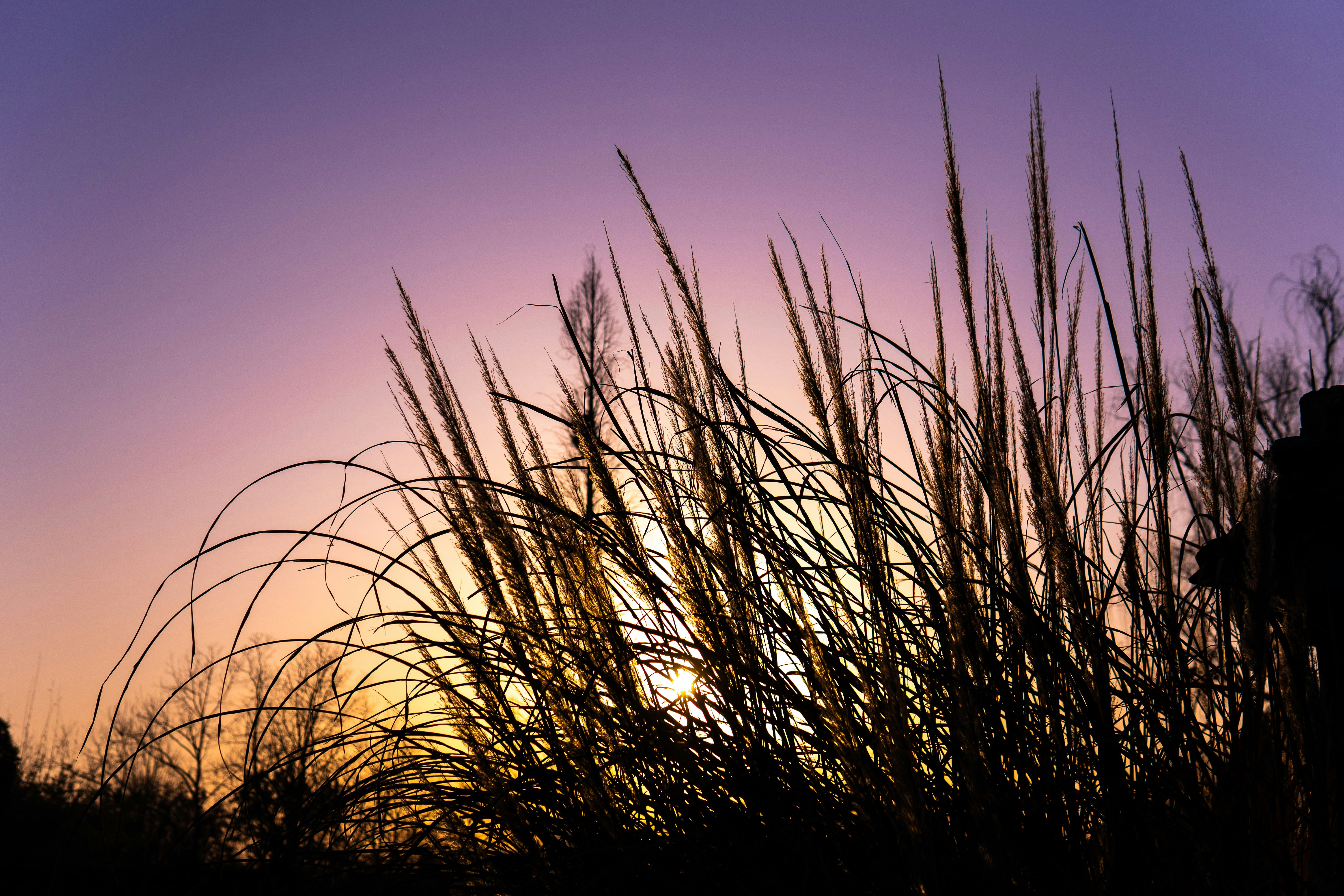 Dusk Serenade: Sunlit Silhouettes Through Windswept Grass