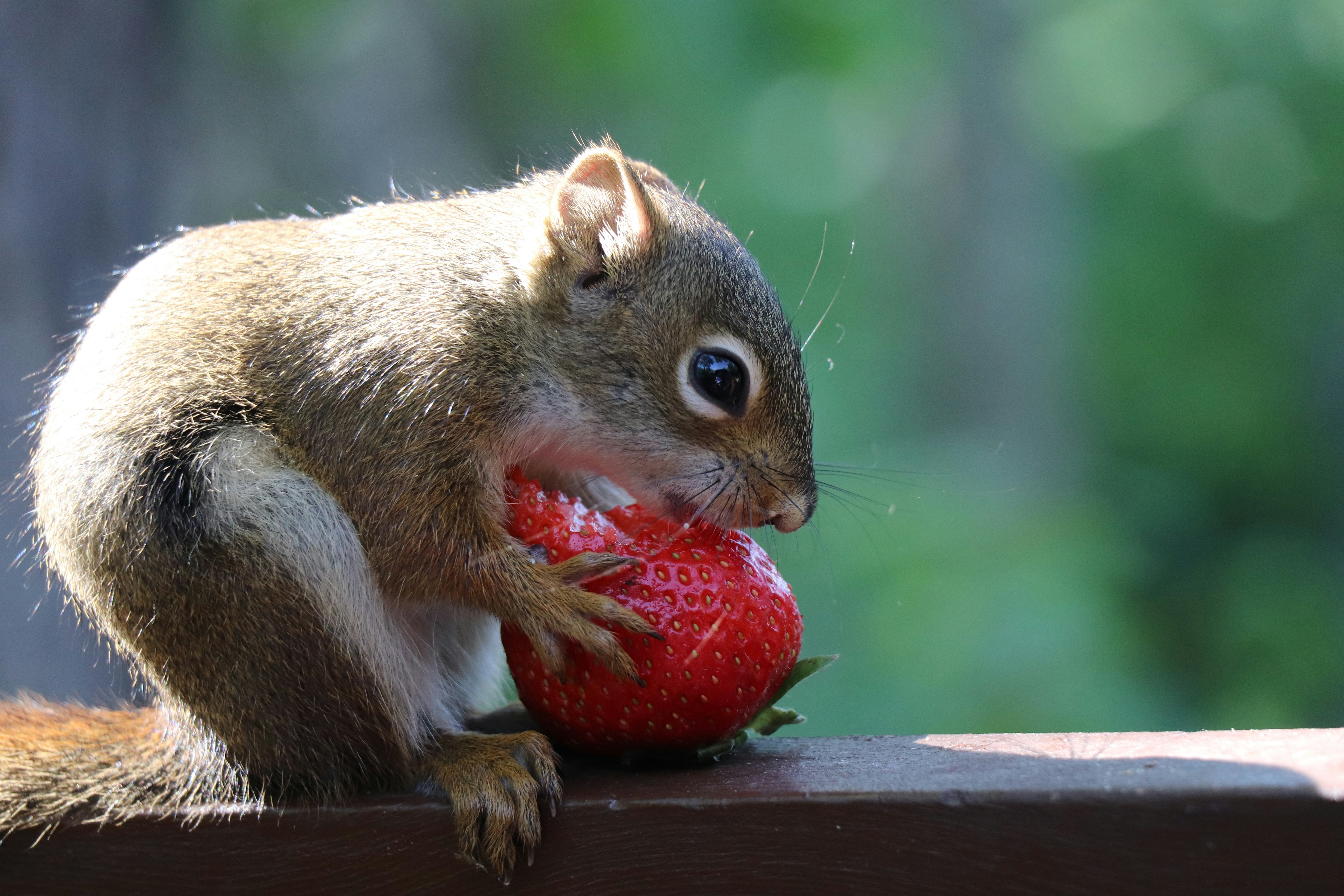 Juicy Strawberry Moment: A Squirrel Clutches a Red Snack on a Sunlit Wood Rail