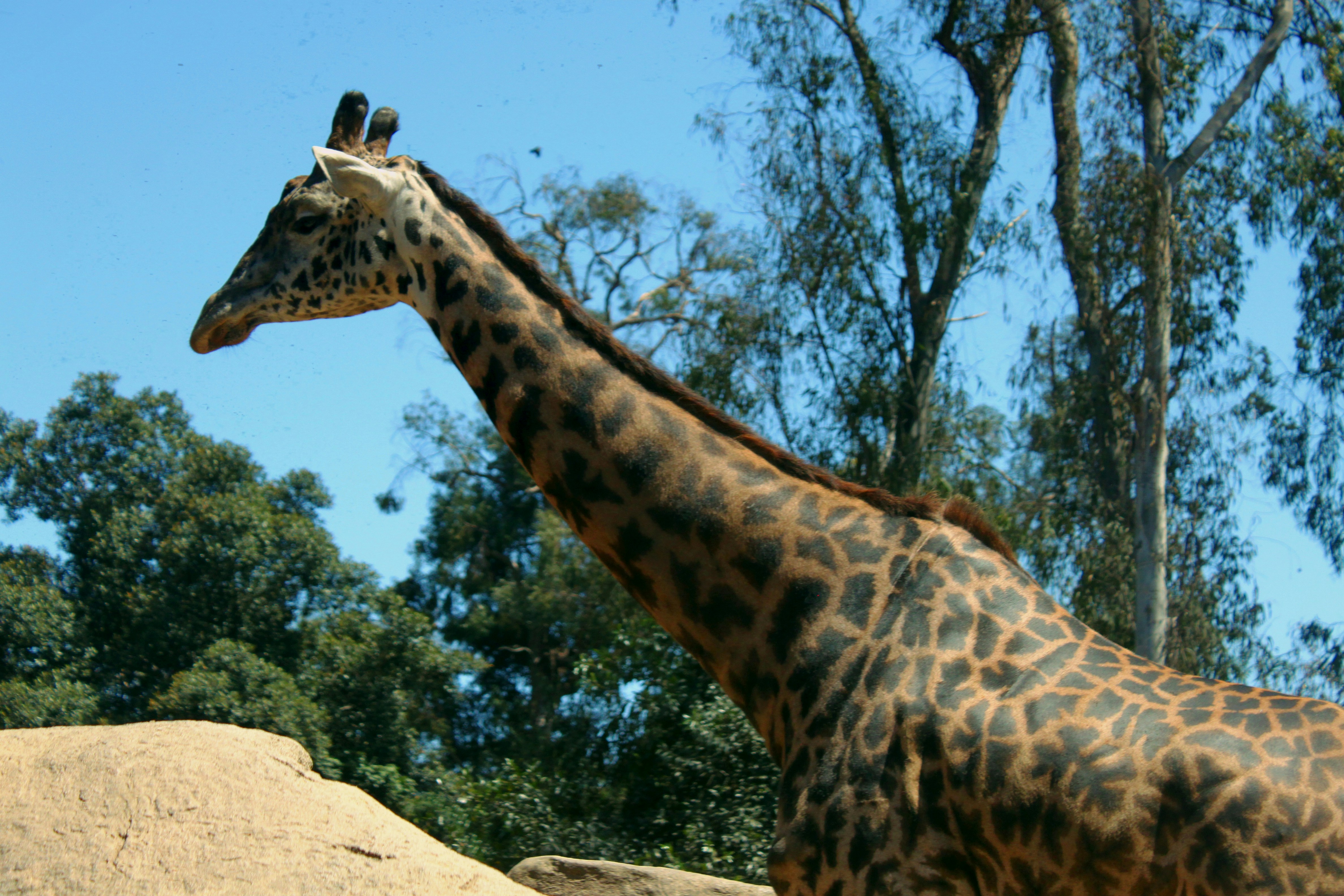 giraffe standing on brown rock during daytime