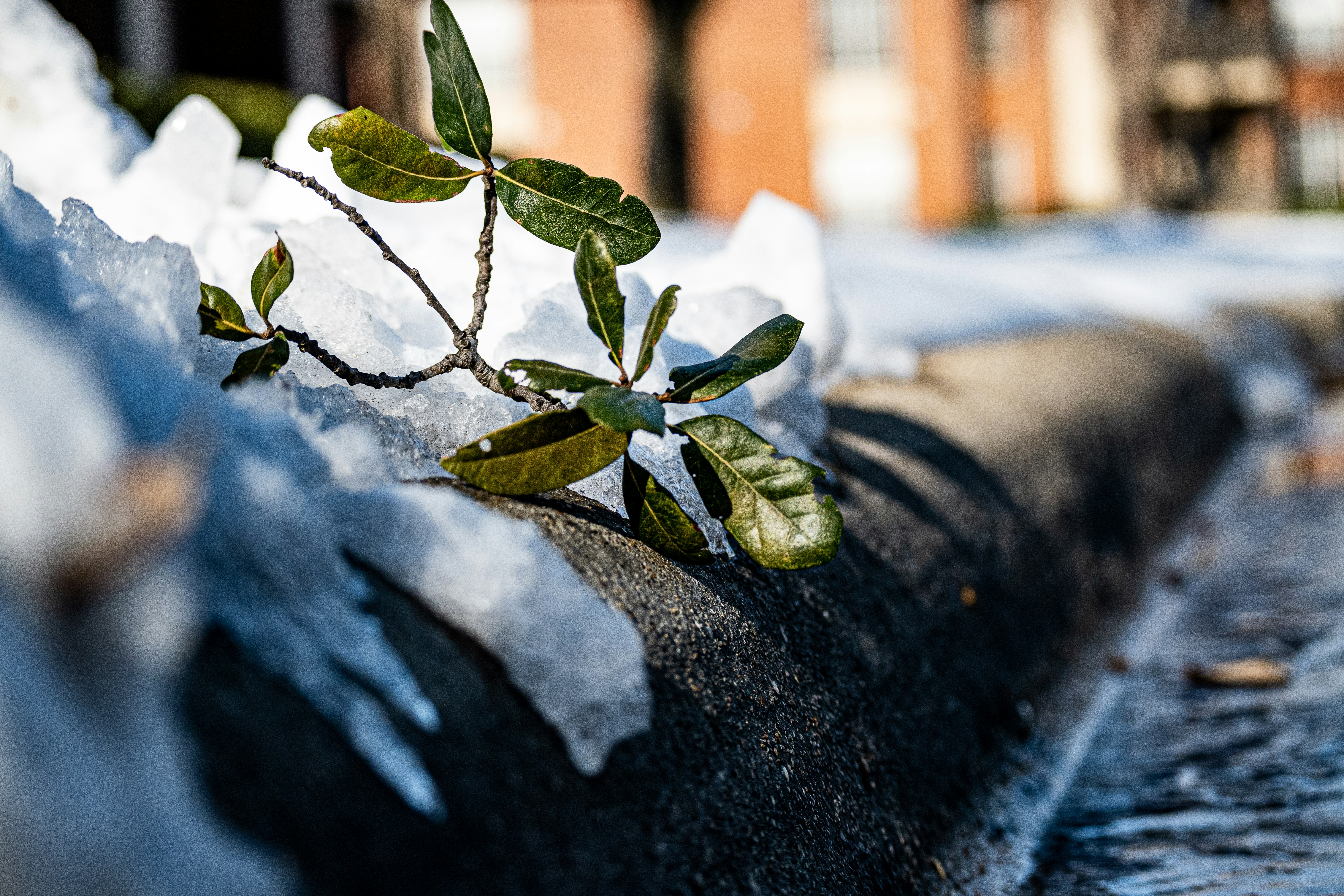 A sprig of green leaves emerging from a bed of melting ice, symbolizing endurance in a winter landscape.
