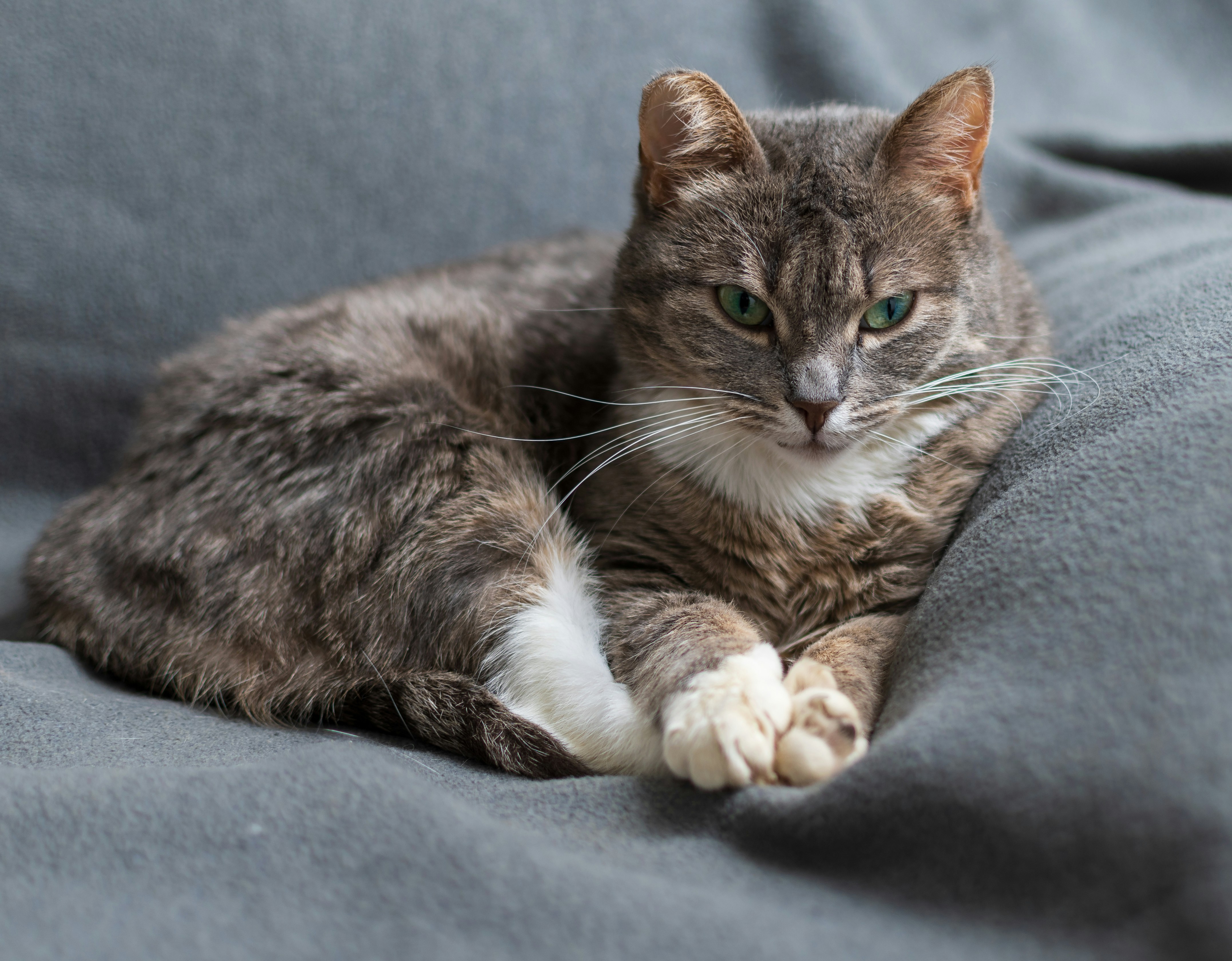 Emerald Gaze on Plush Slate: Gray Cat at Rest