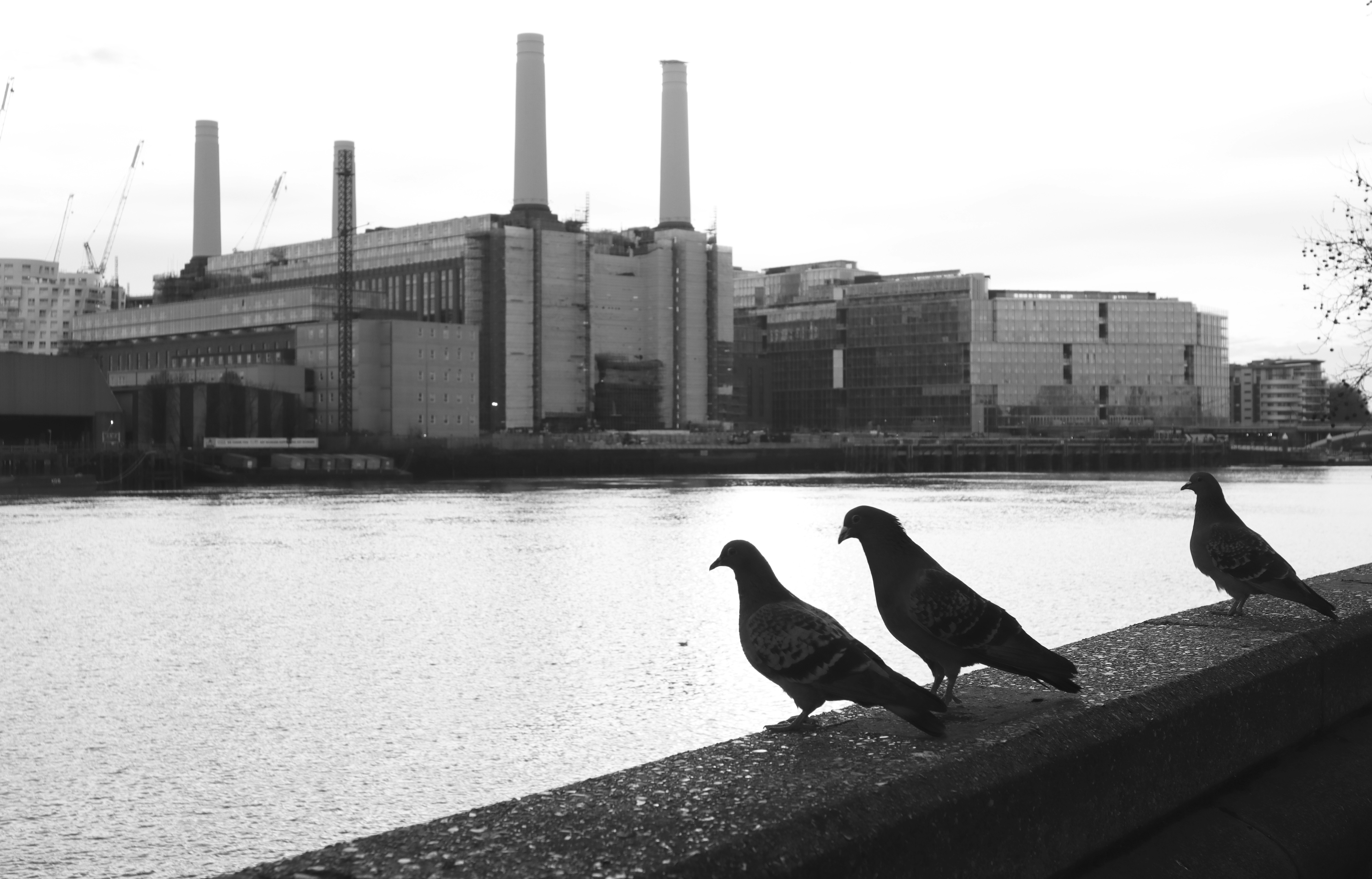 grayscale photo of bird on concrete pavement near body of water