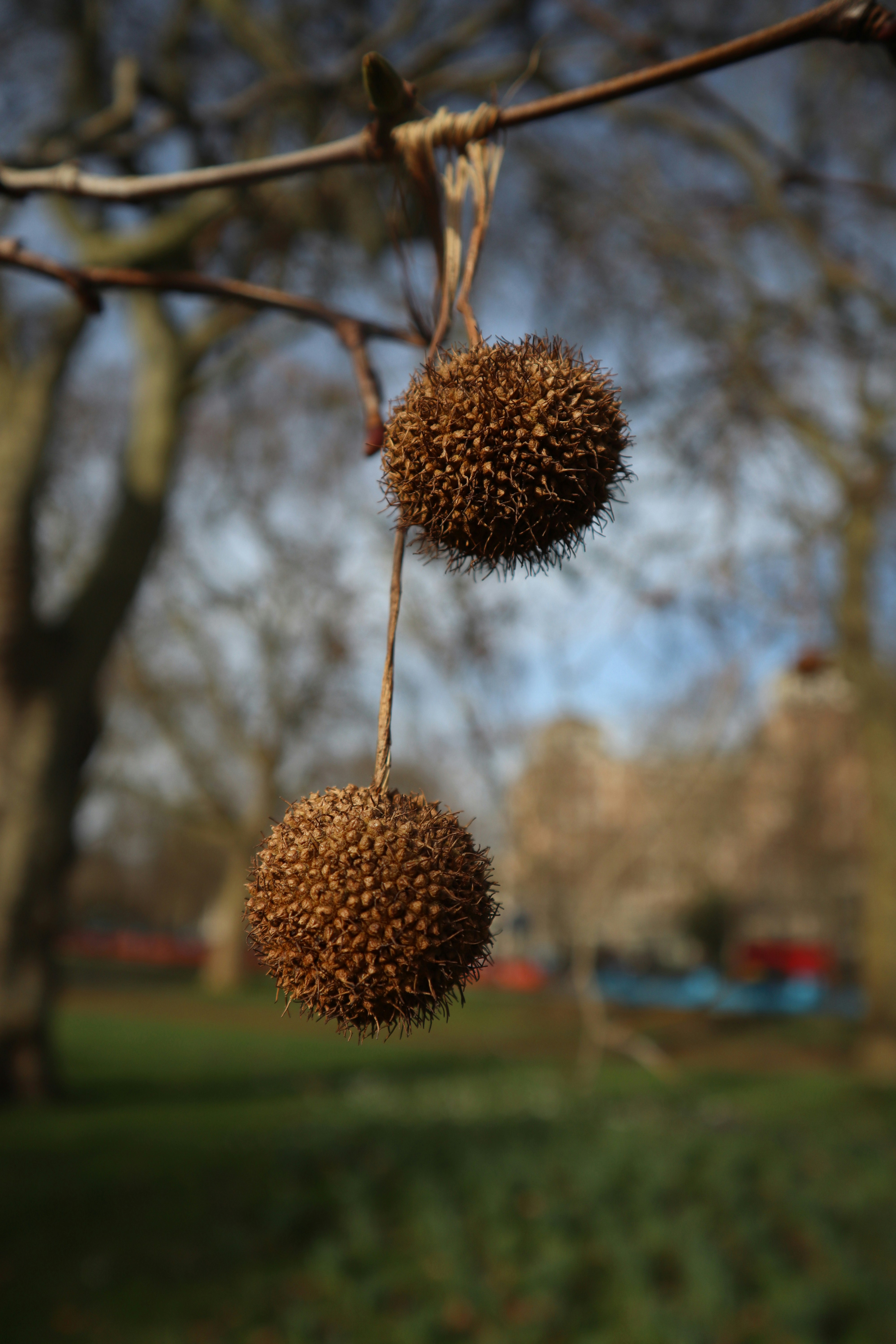 Two Spherical Seeds on a Delicate Thread Drift in a Park