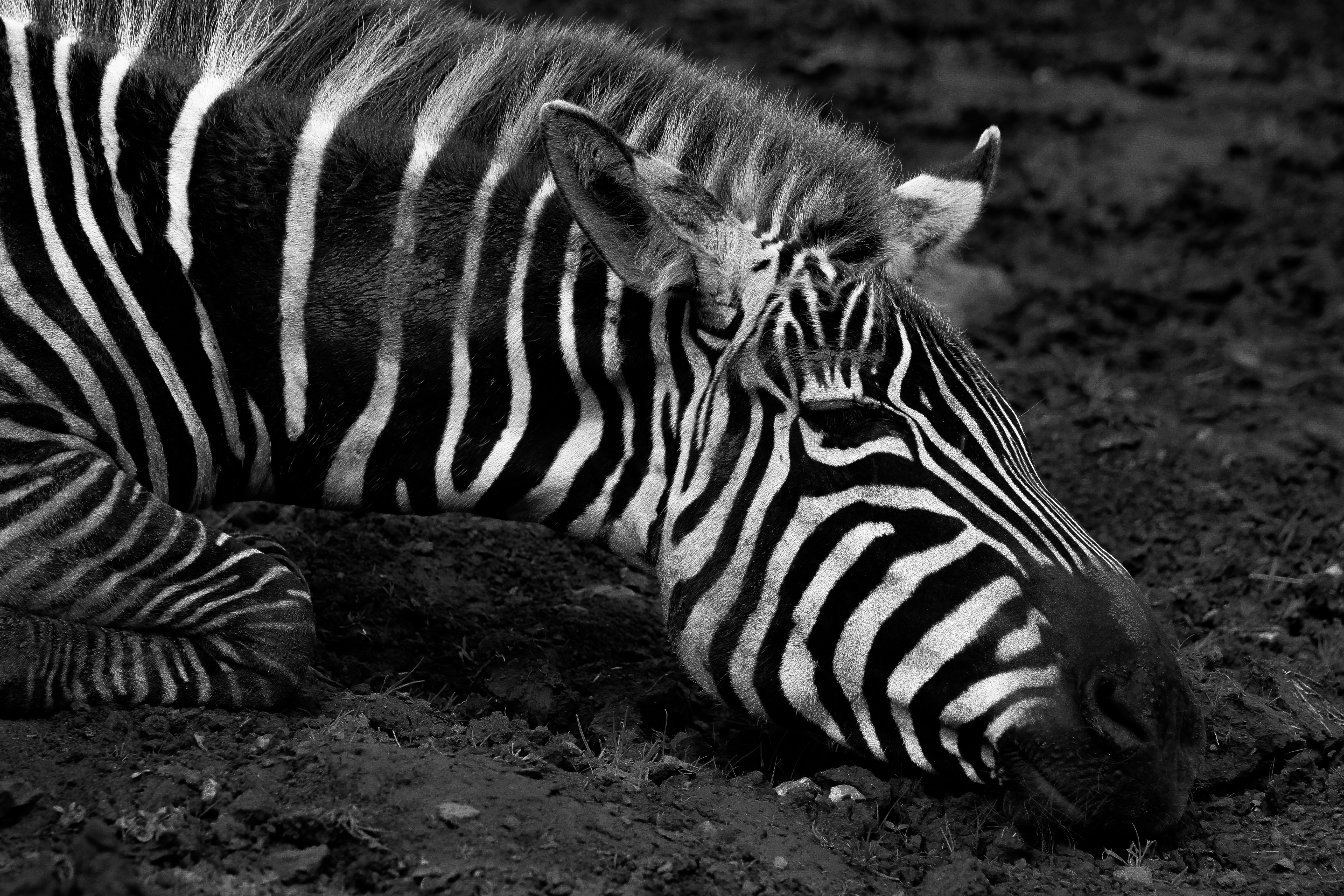 Zebra in monochrome quiet: resting on textured earth