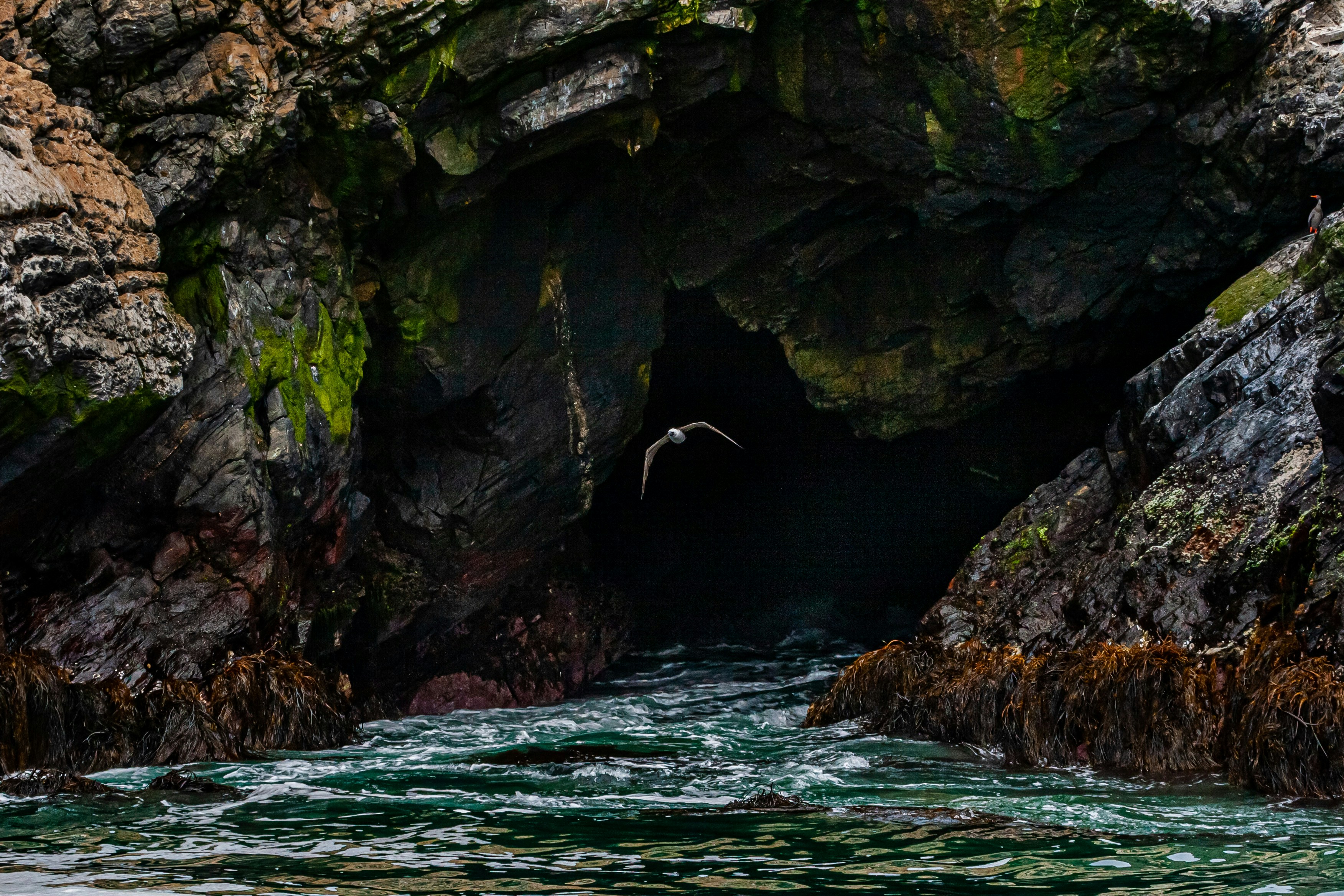 Gull over the Dark Gate: Seaside Cavern at Dusk