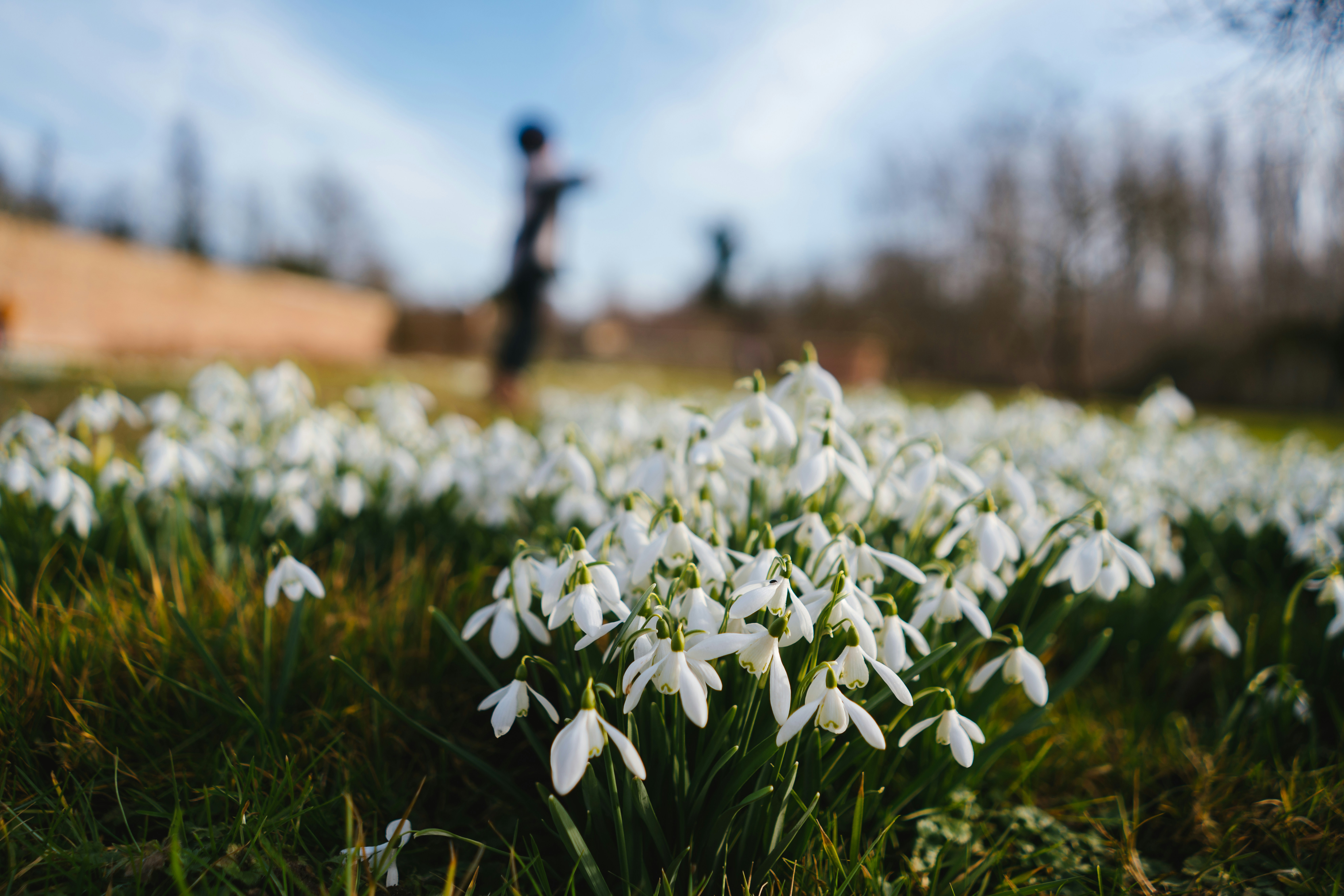 Snowdrop Pictures | Download Free Images on Unsplash