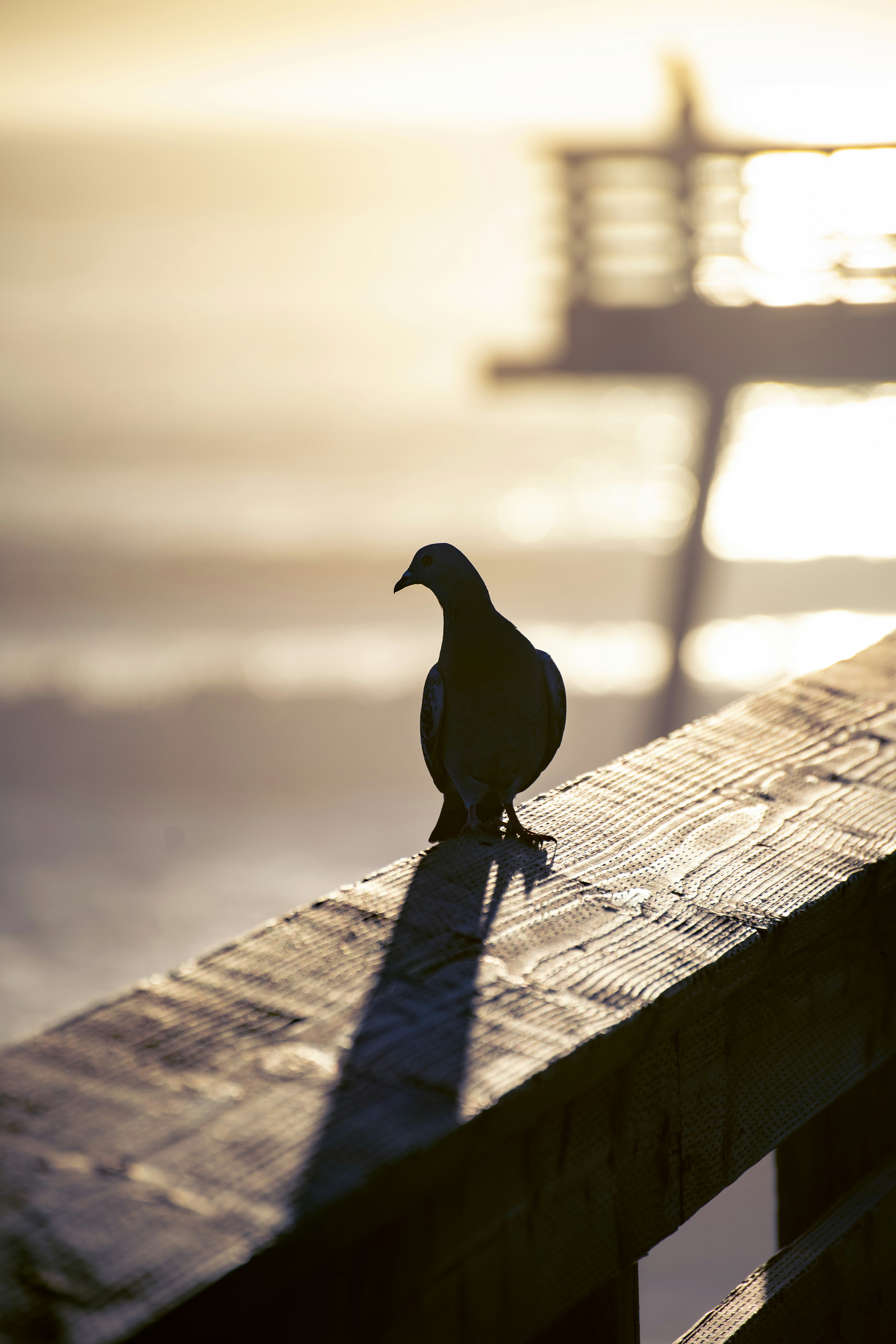 Silhouette of a bird perched on a weathered railing, with a blurred pier in the background as morning light casts a soft glow.