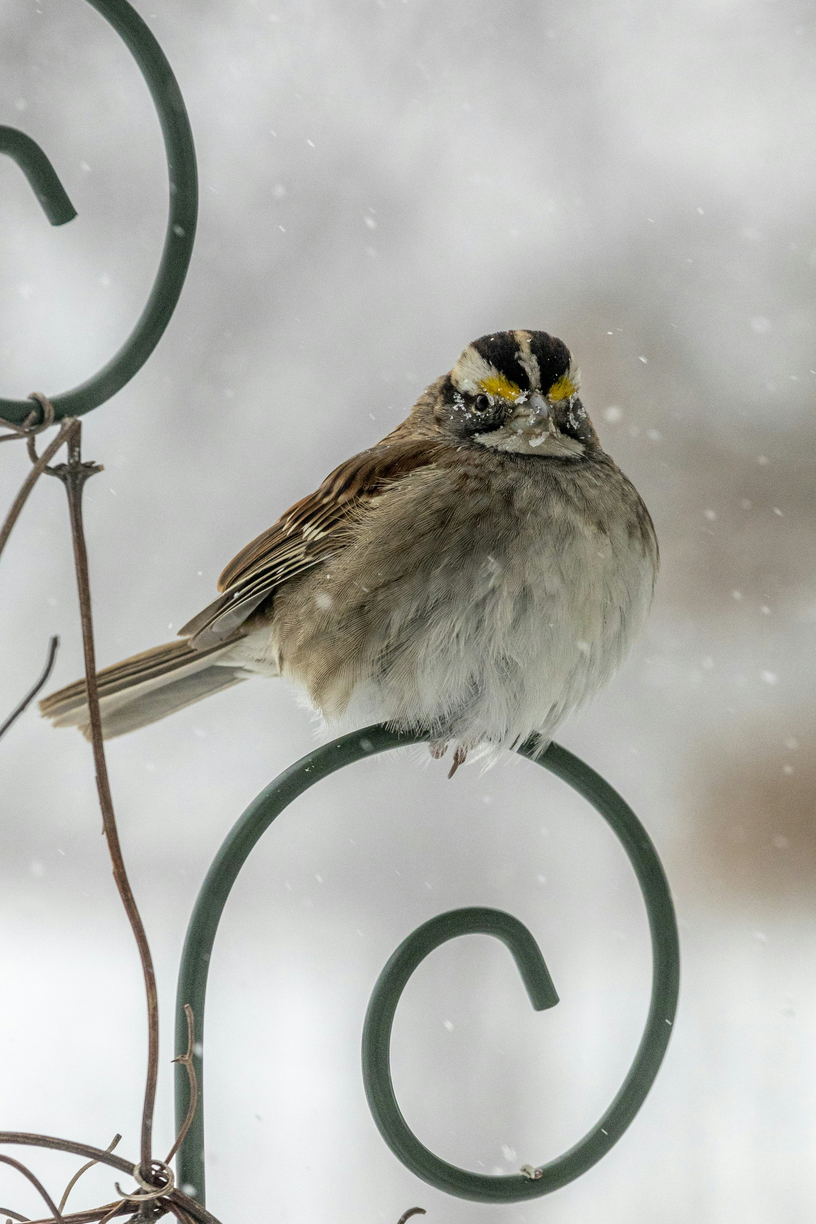 Snow Bird Pictures | Download Free Images on Unsplash
