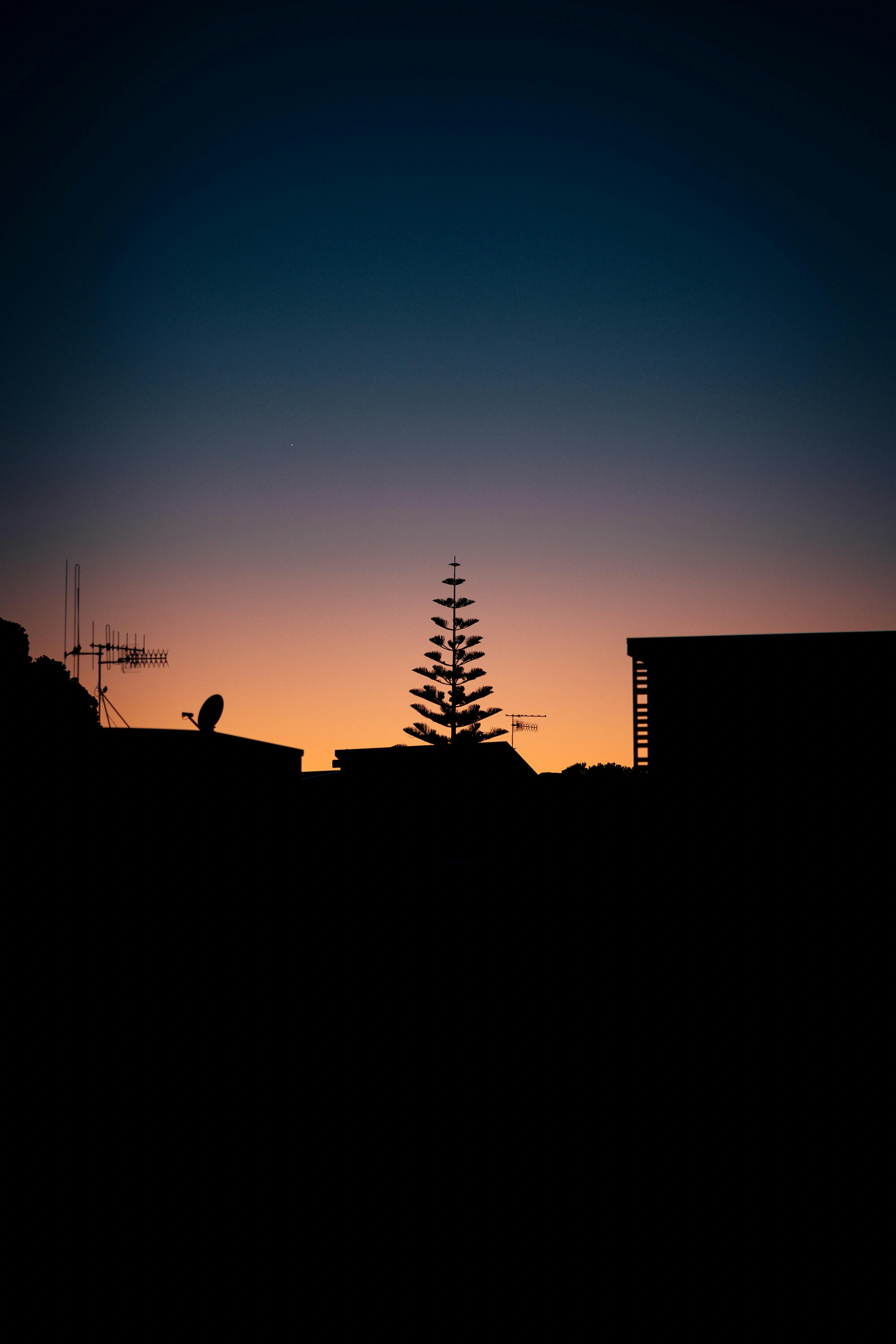 Lone Pine Silhouette at Dusk