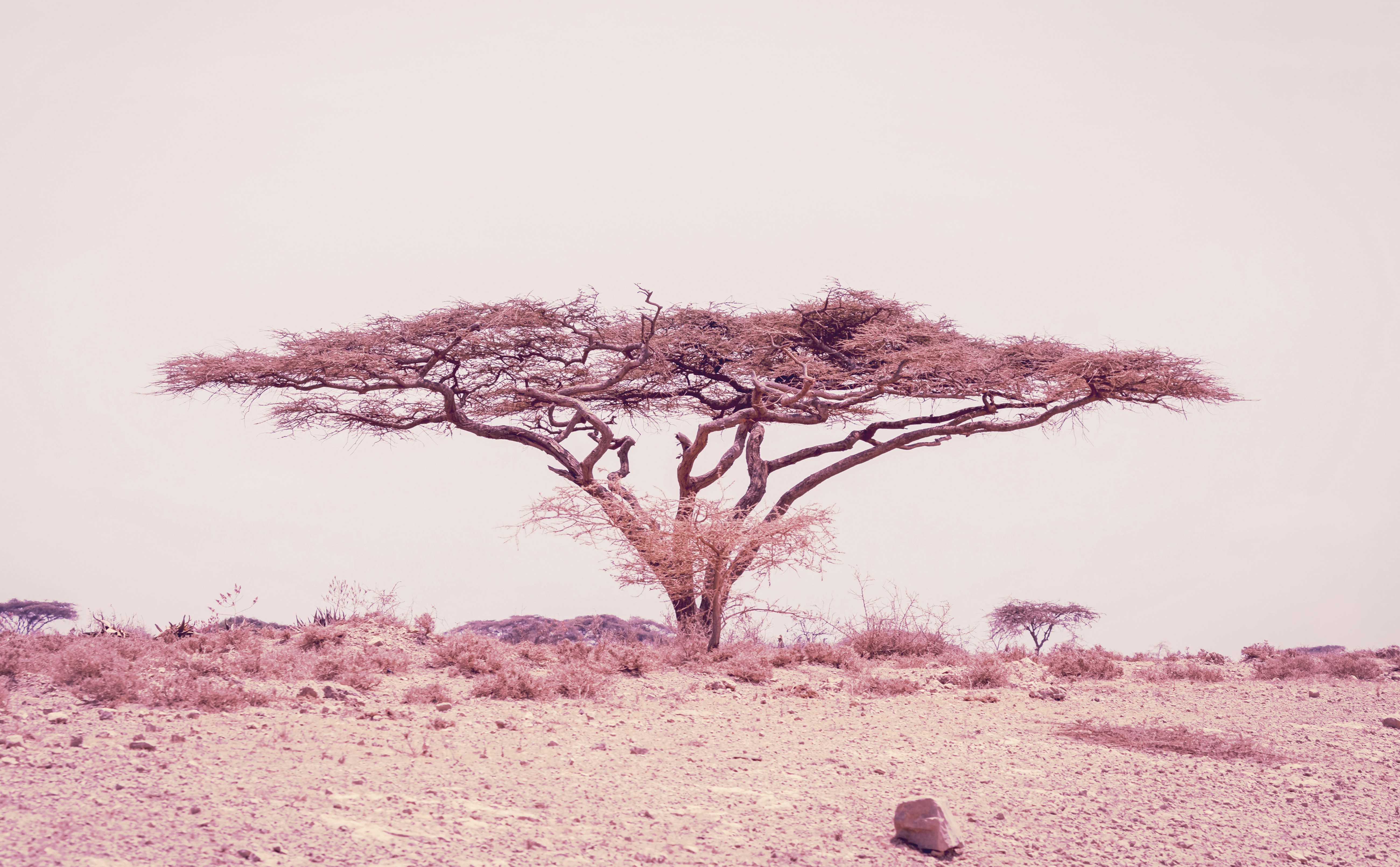 Acacia Sentinel at Dusk in a Rosy Desert