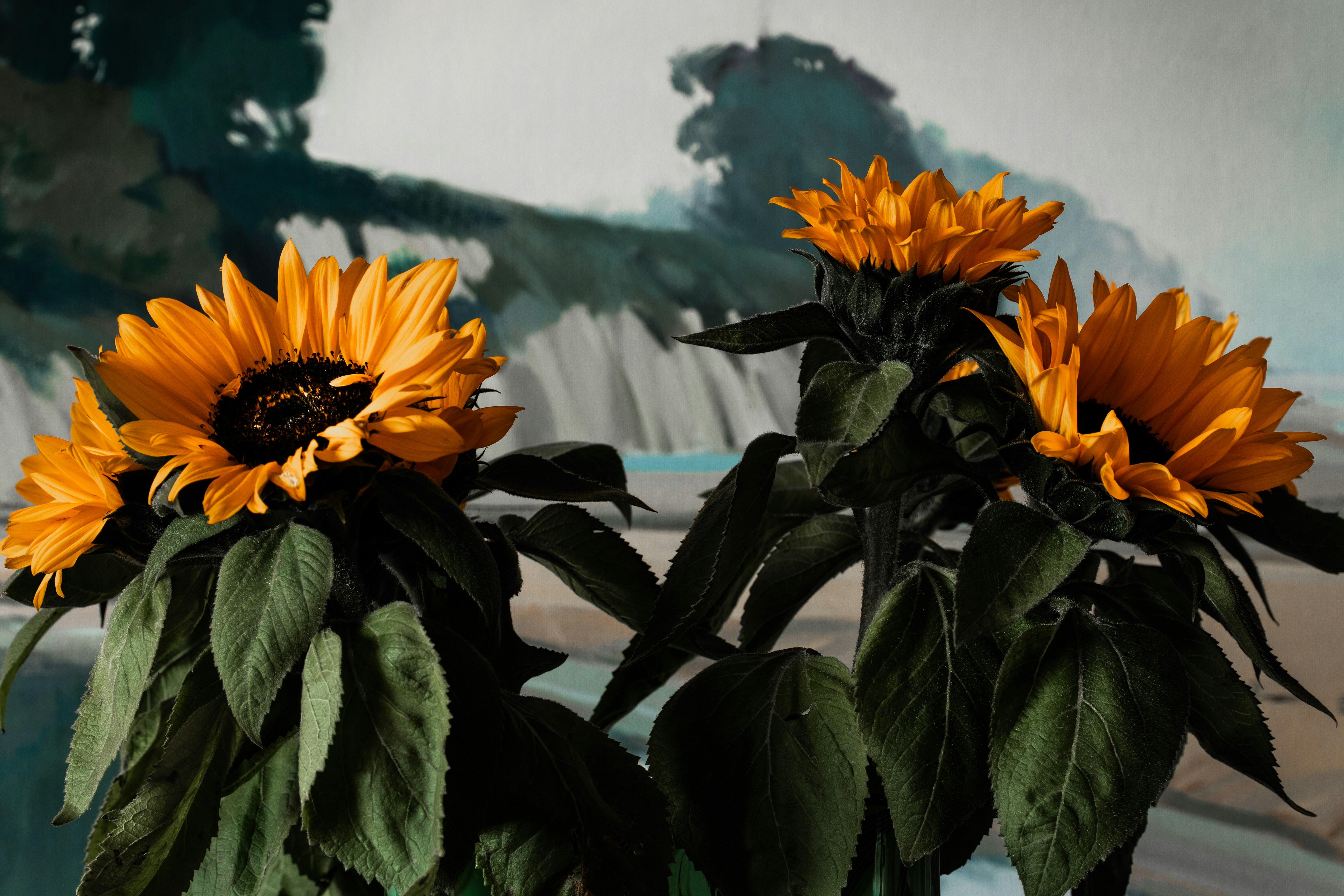 Golden Sunflowers Against a Teal Studio Backdrop in Soft Studio Light