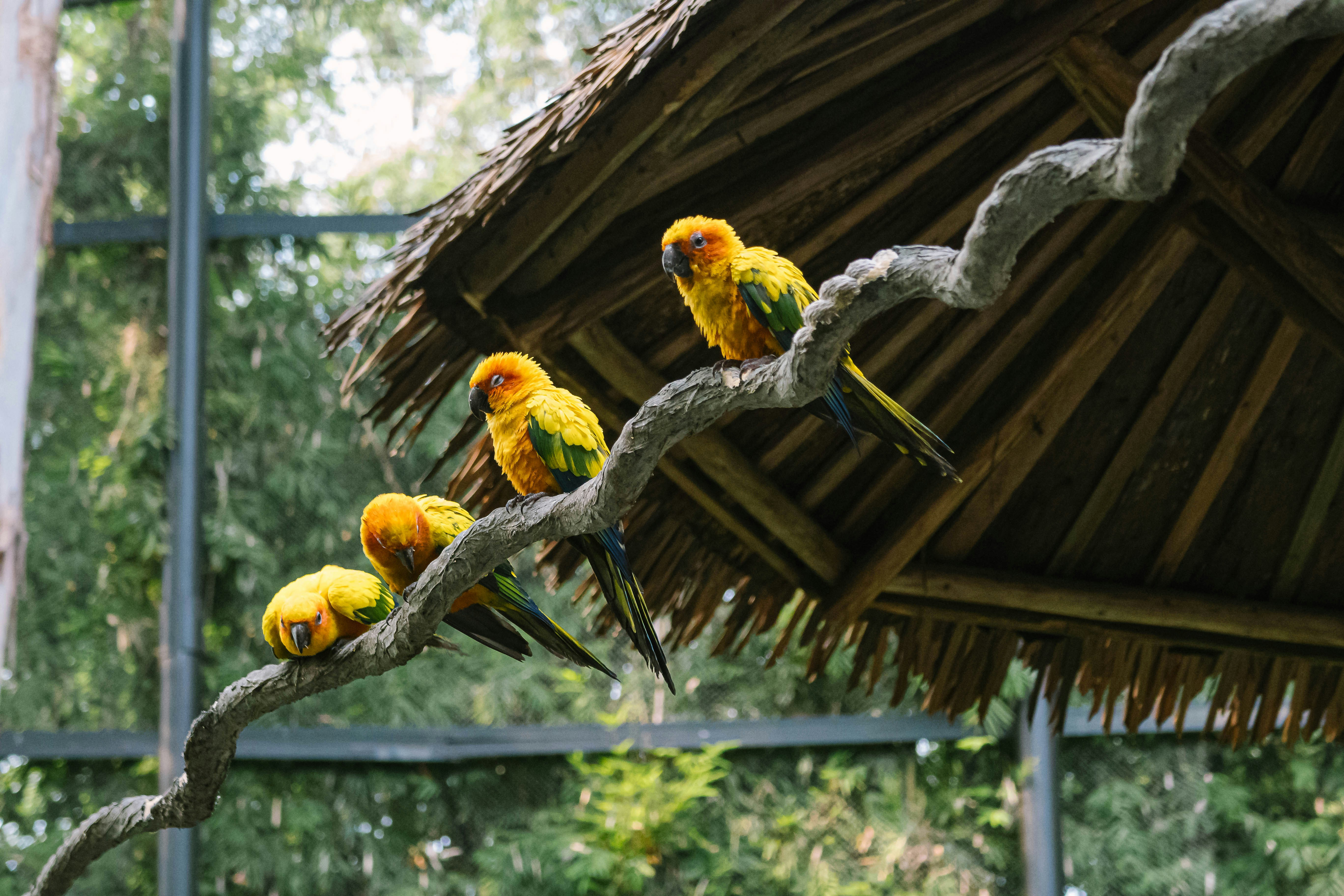 Oiseau jaune et bleu sur branche d’arbre brun photo – Photo Oiseau ...