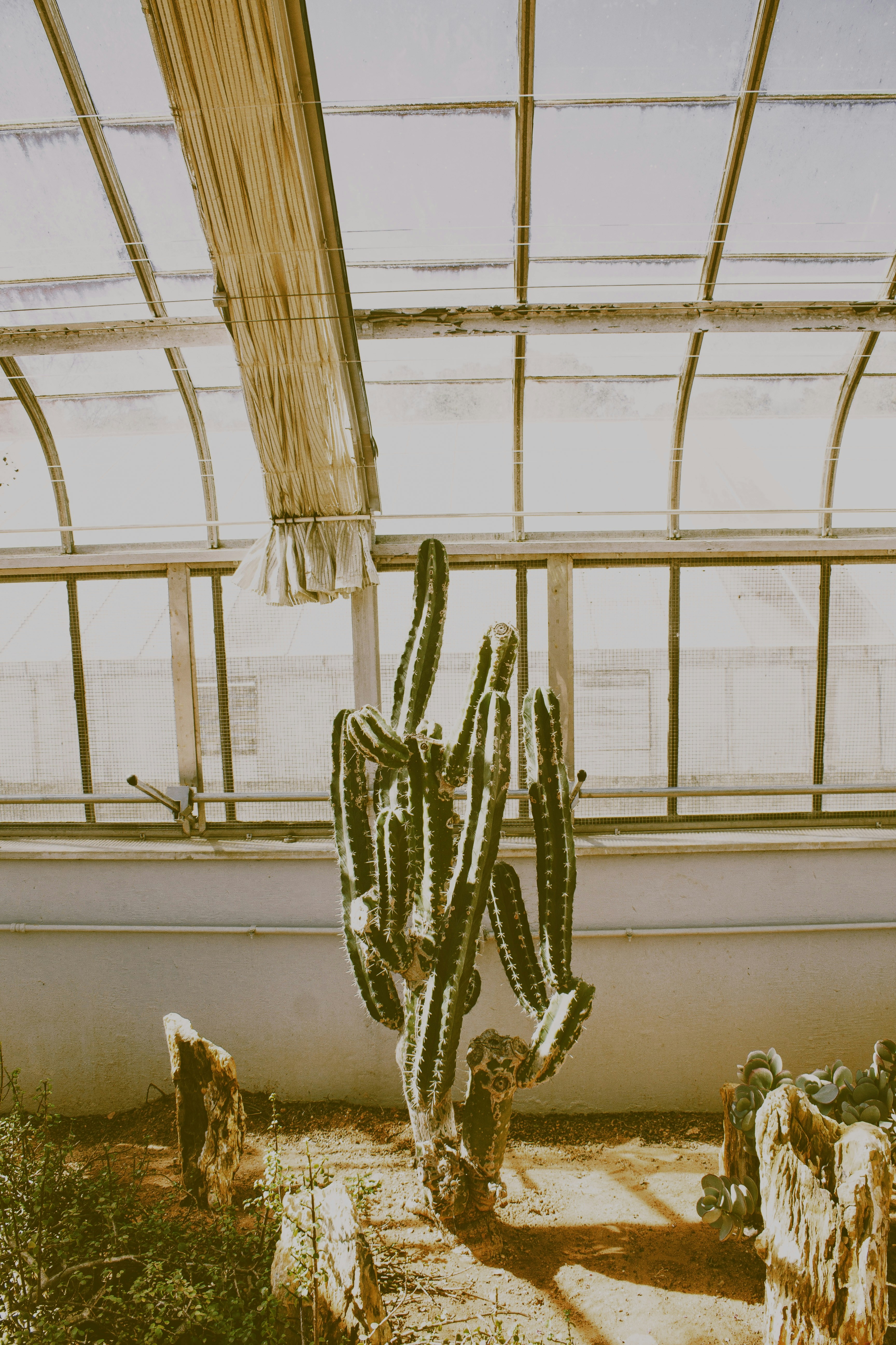Glasshouse Sentinel: A Central Cactus Reaches Toward the Light
