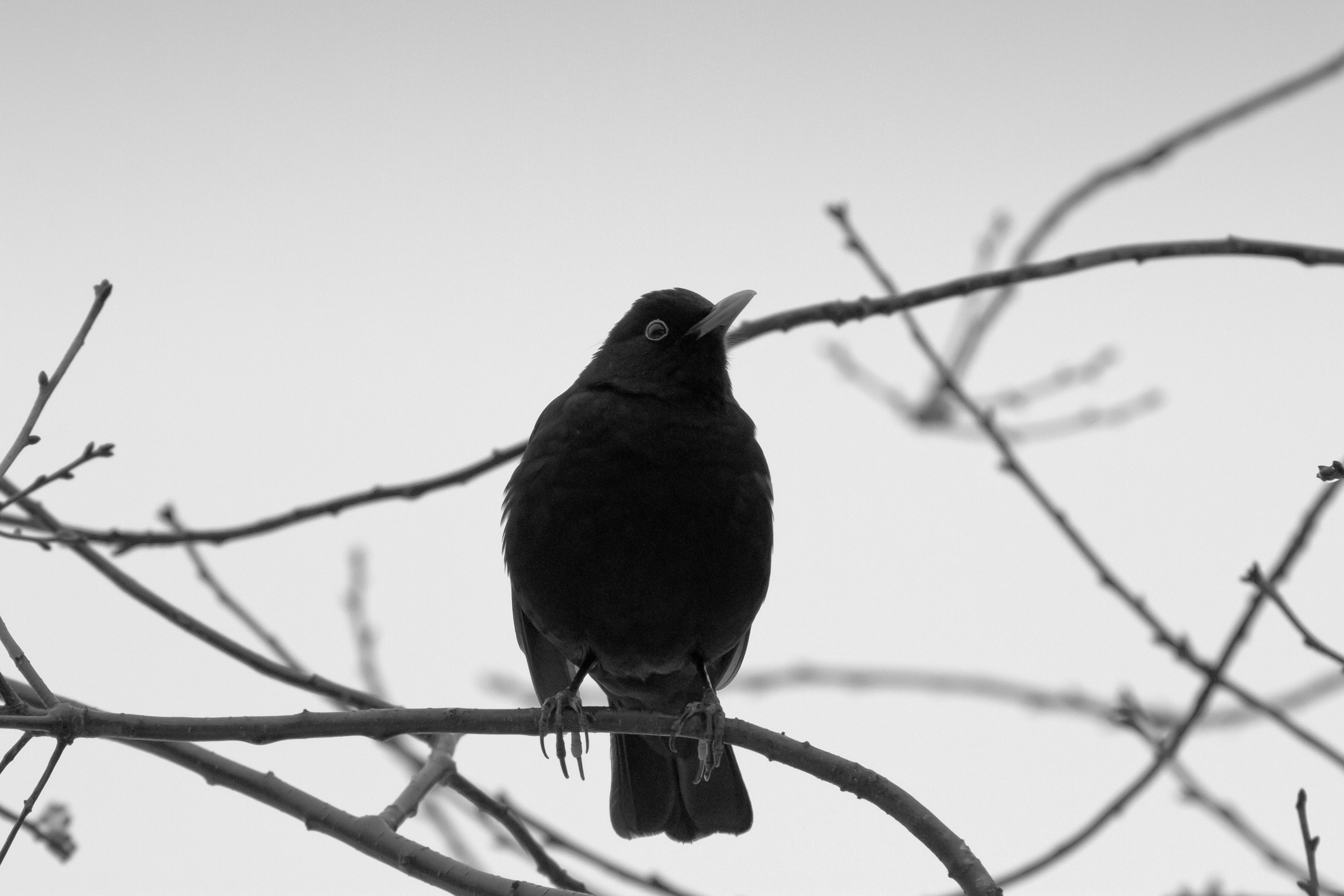 Noir Silhouette: Blackbird Perched on a Quiet Winter Branch