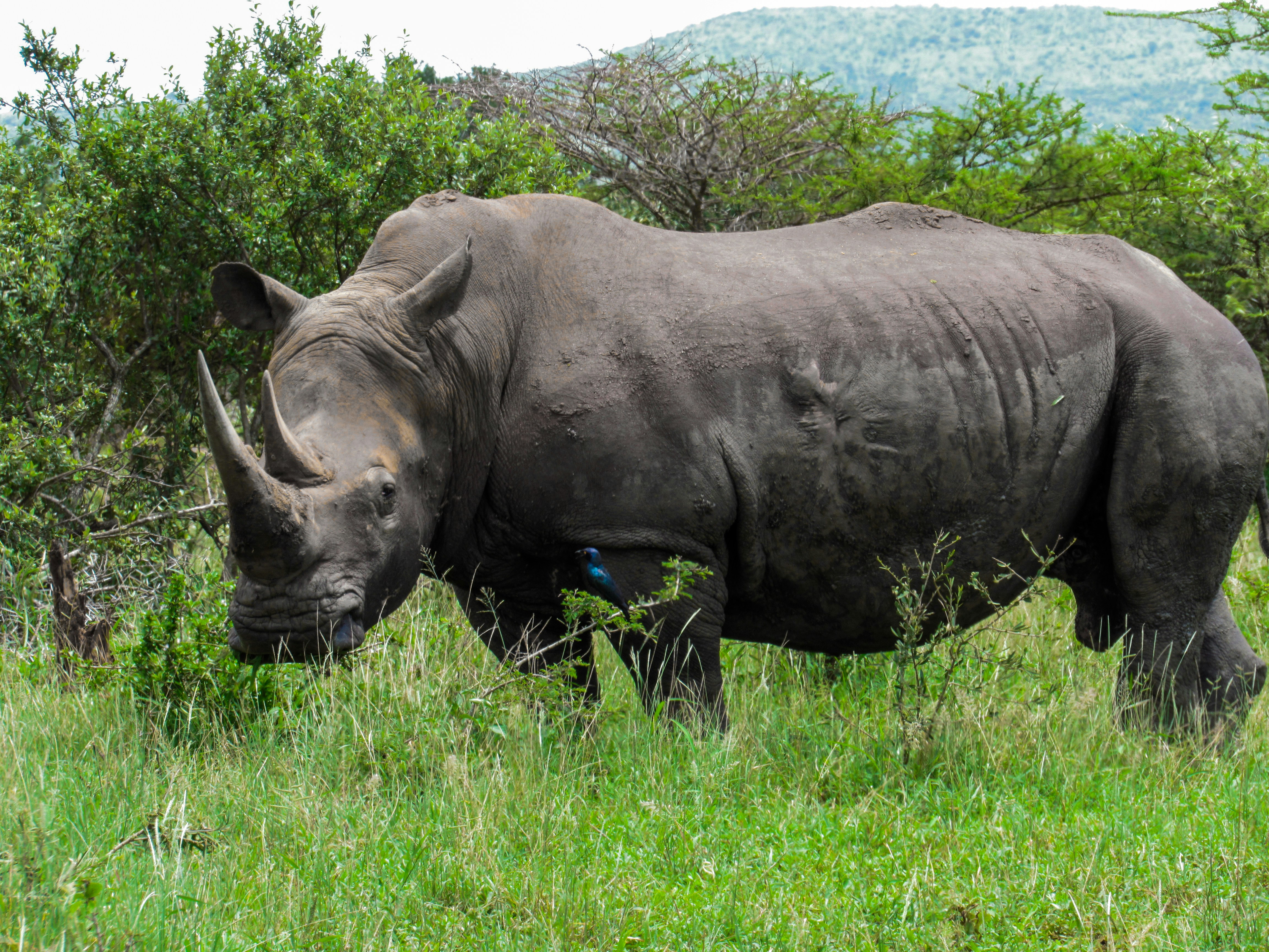 15 Amazing Facts About Rhinos You Probably Did Not Know - Animals ...