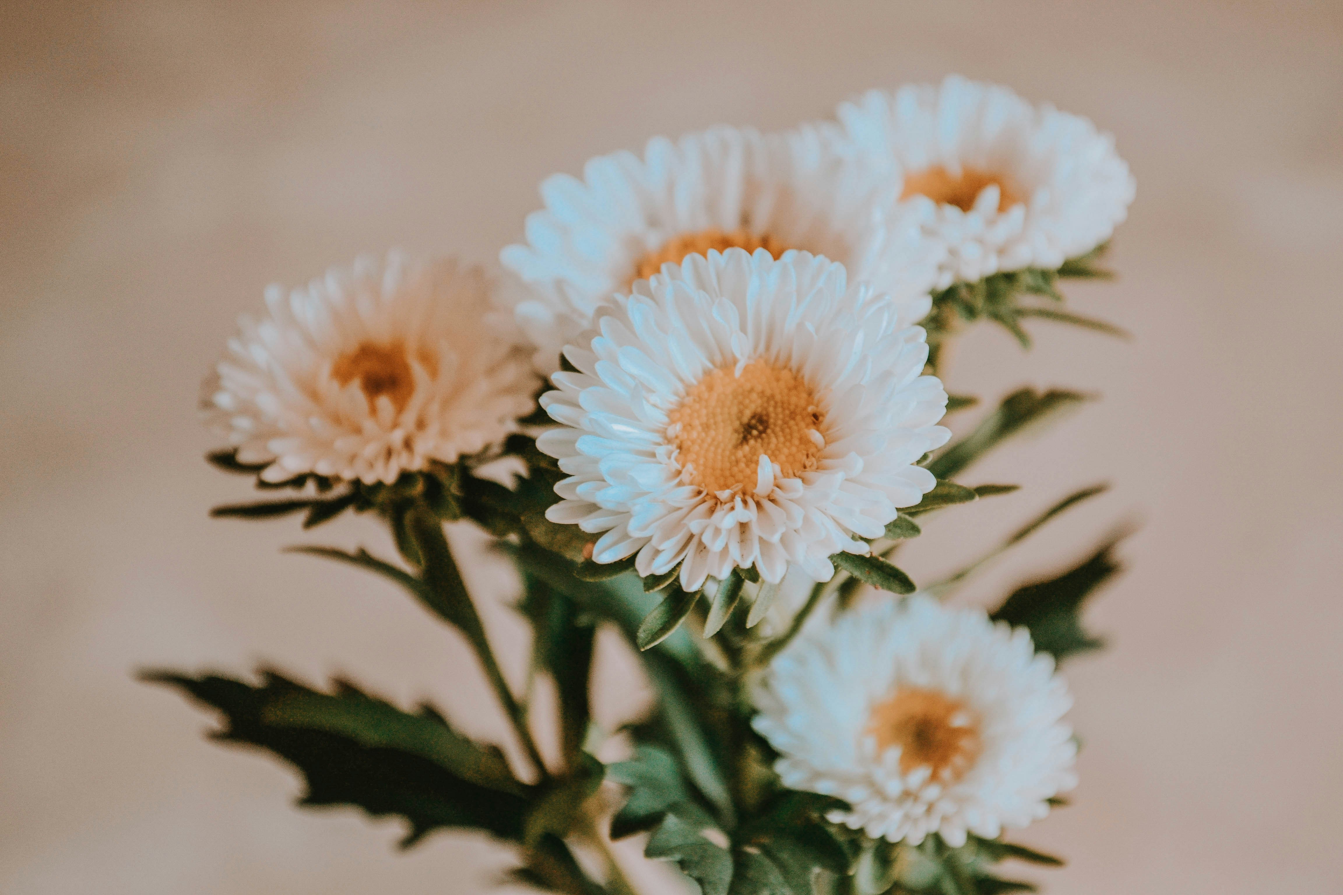 white flower in tilt shift lens
